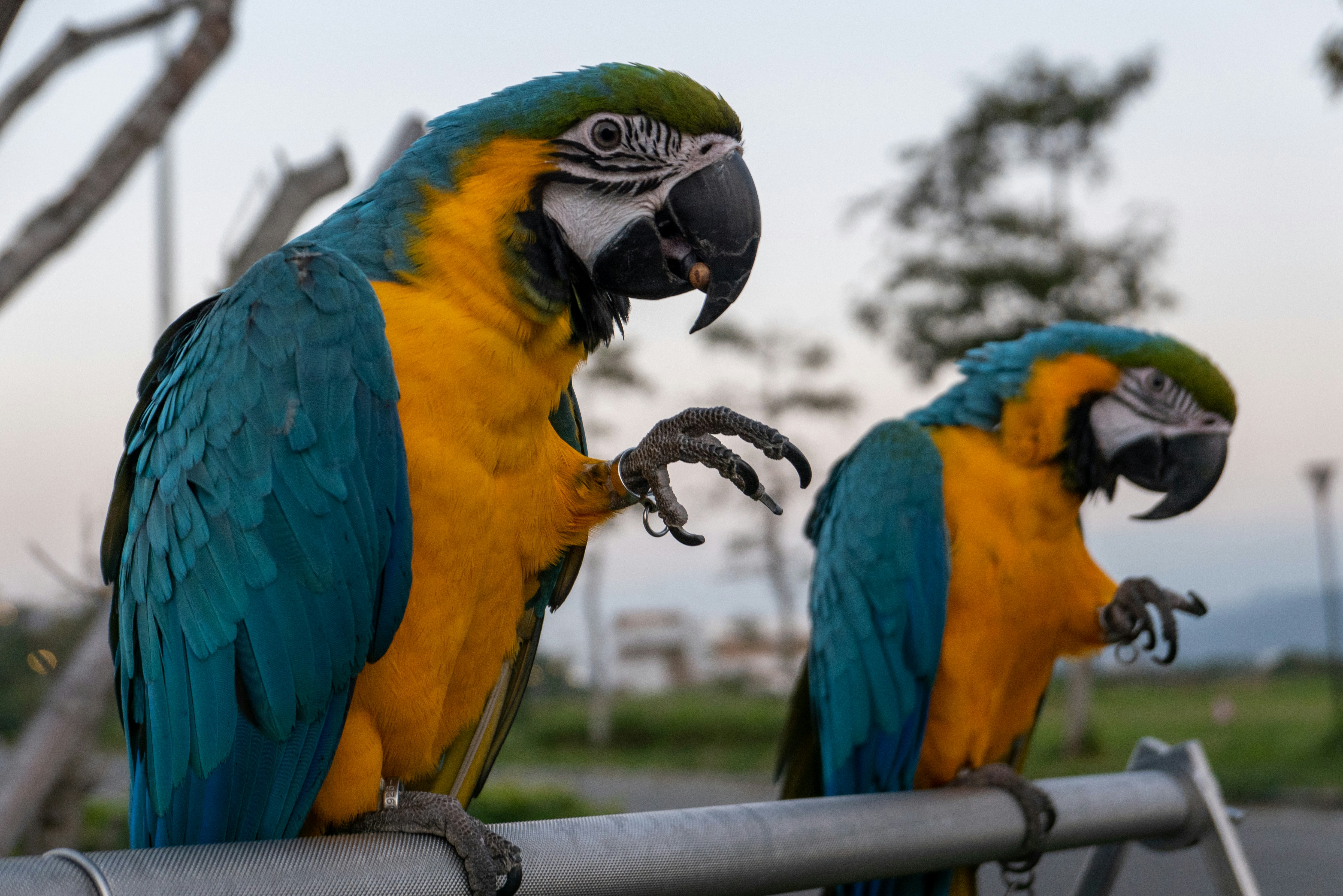 Two colorful macaws perched on a railing, showcasing their vivid plumage against a serene backdrop. Their playful poses capture a moment of connection.