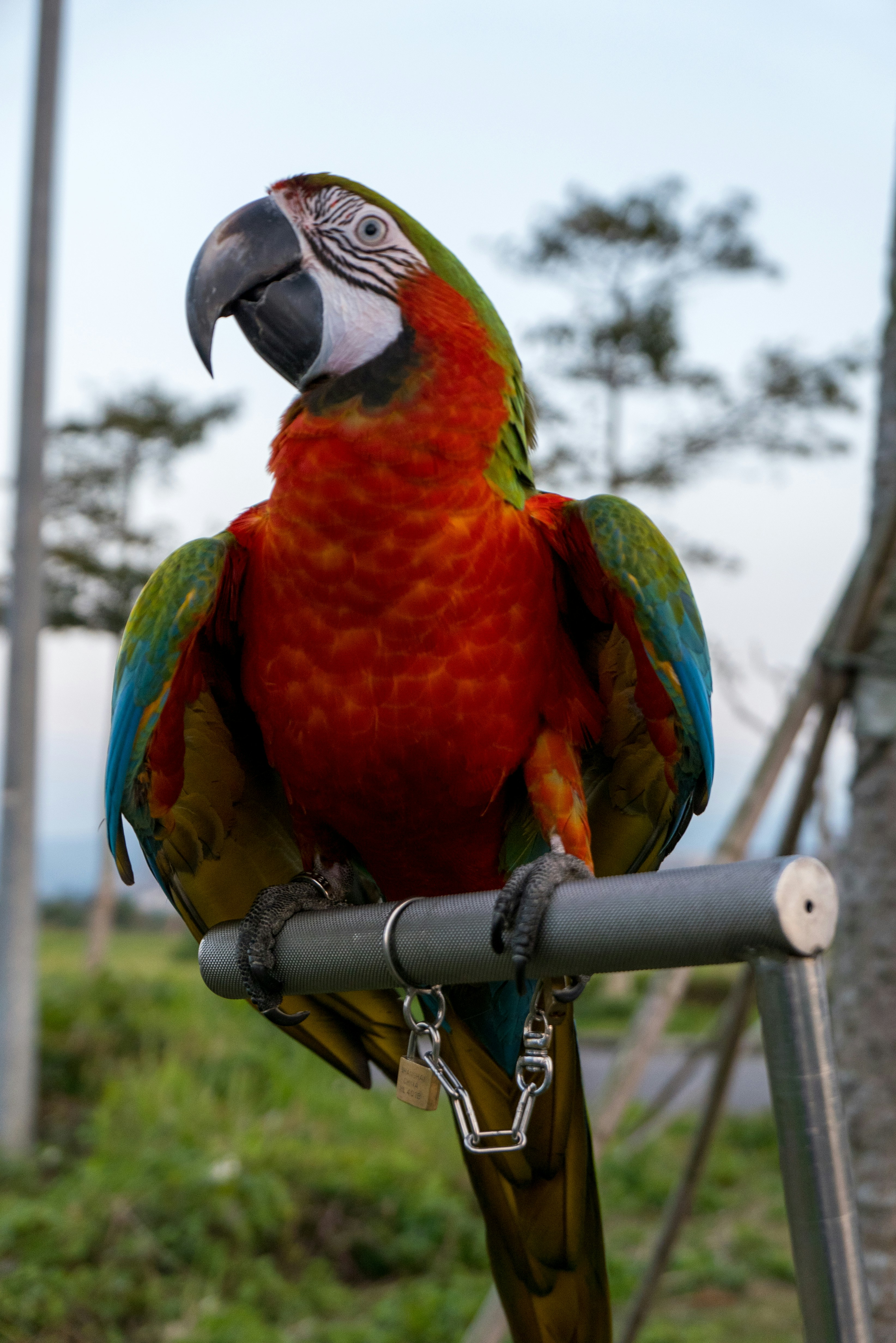 Crimson Chest, Emerald Wings: Scarlet Macaw Perches on a Metal Bar