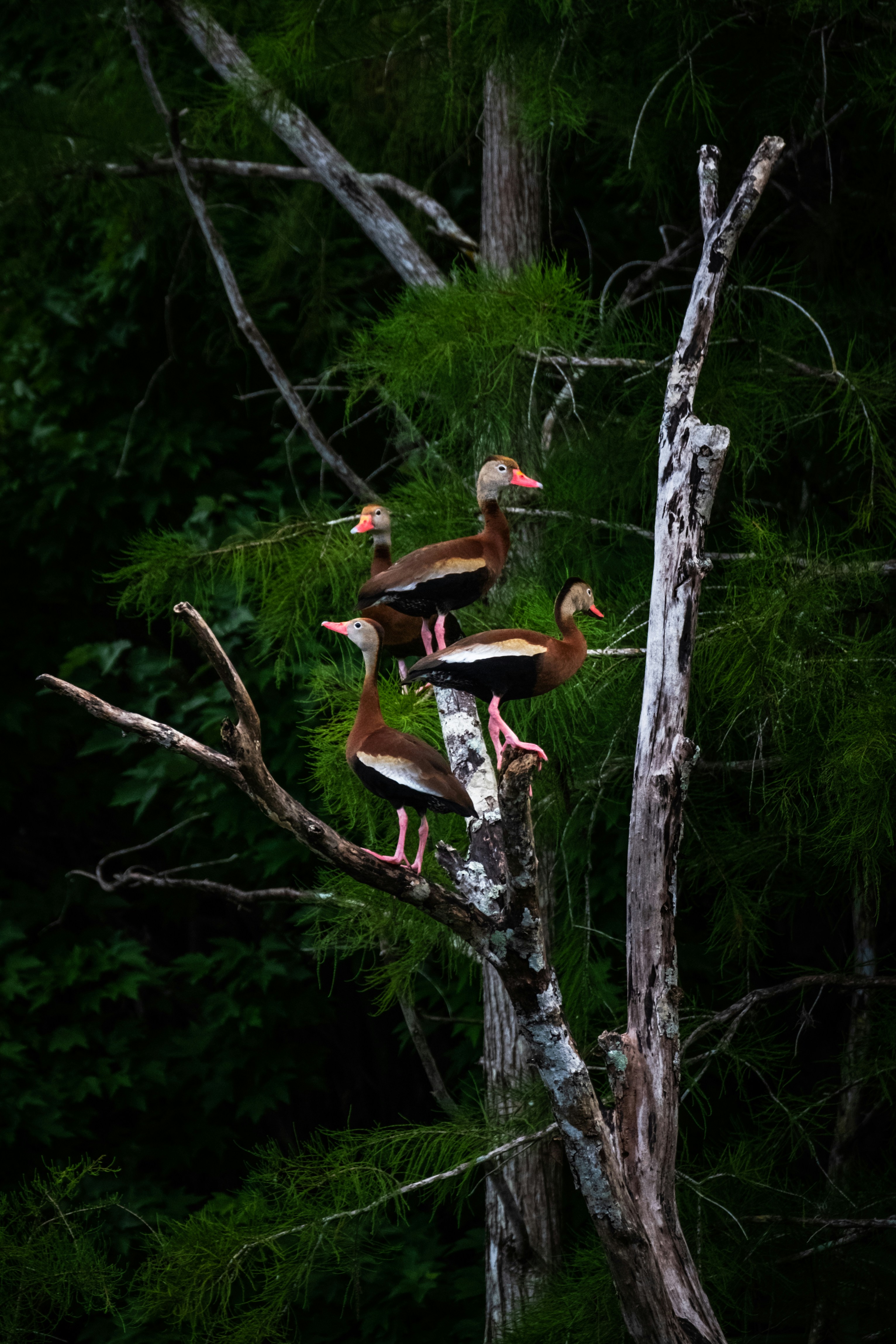 Quartet of Red-Beaked Whistling Ducks Perched on a Weathered Branch