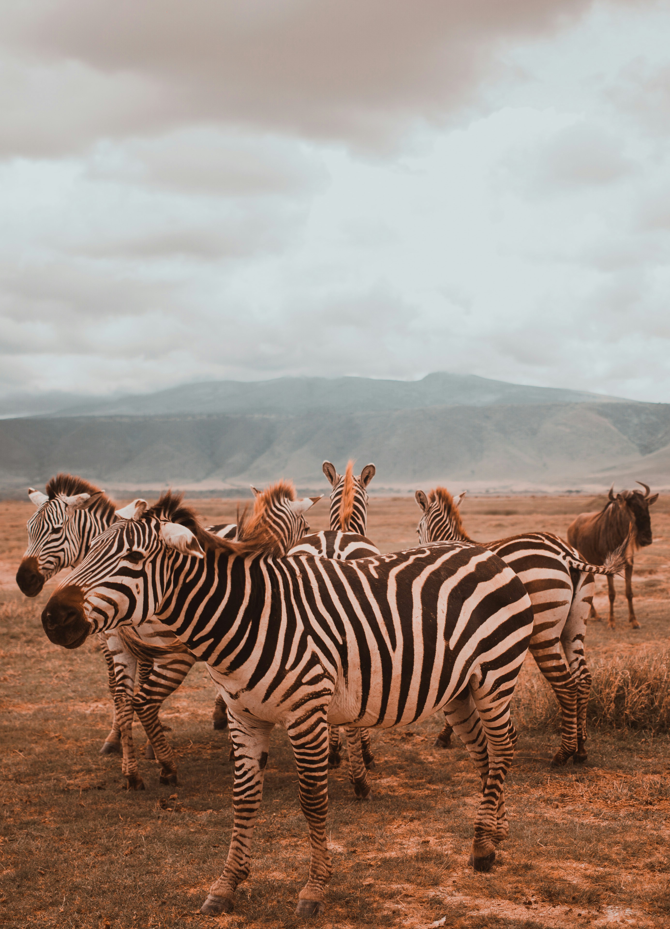 A group of zebras standing together in a grassy field, with a distant mountain backdrop under a cloudy sky.