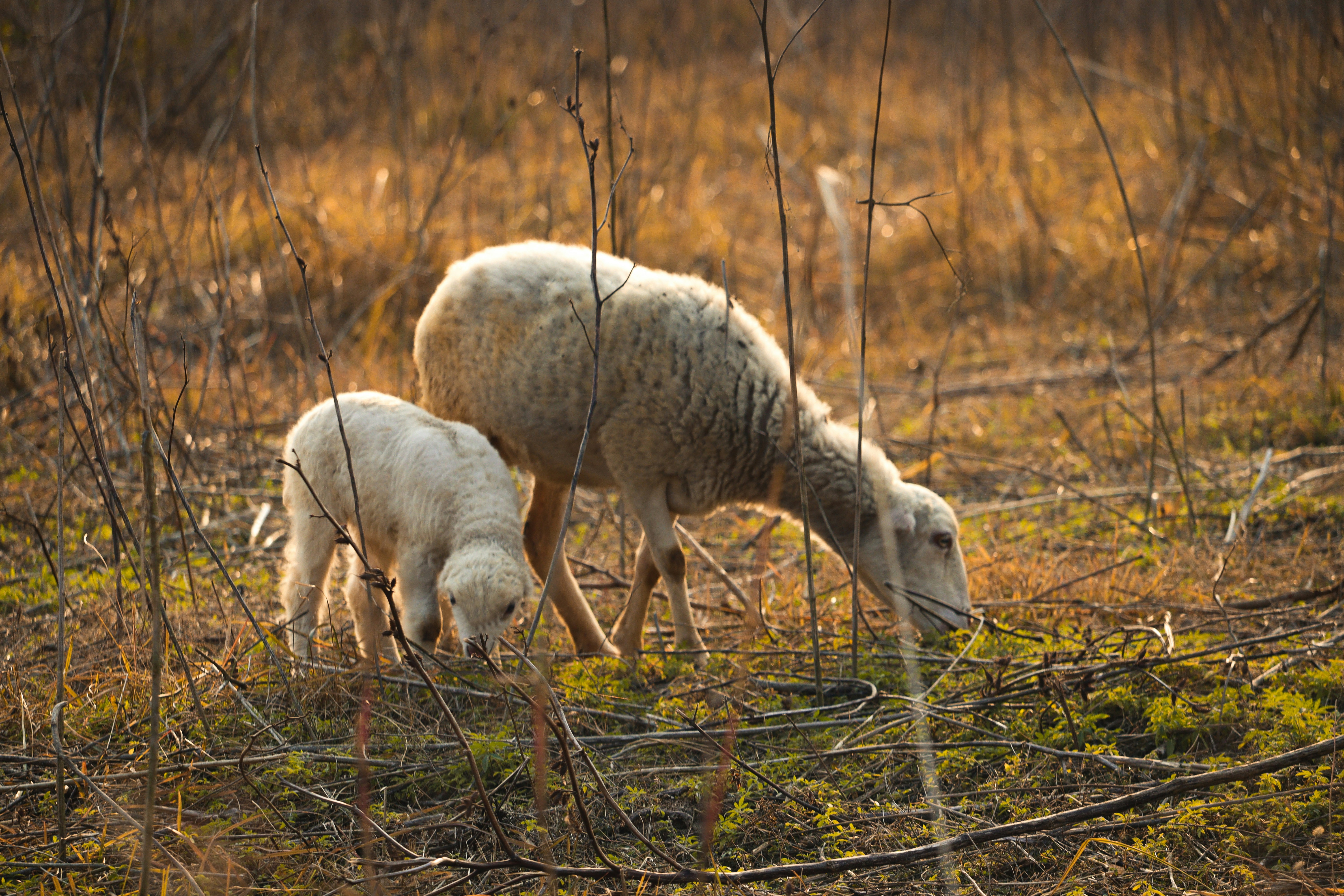 Woolly Forage: Ewe and Lamb in Quiet Autumn Clearing