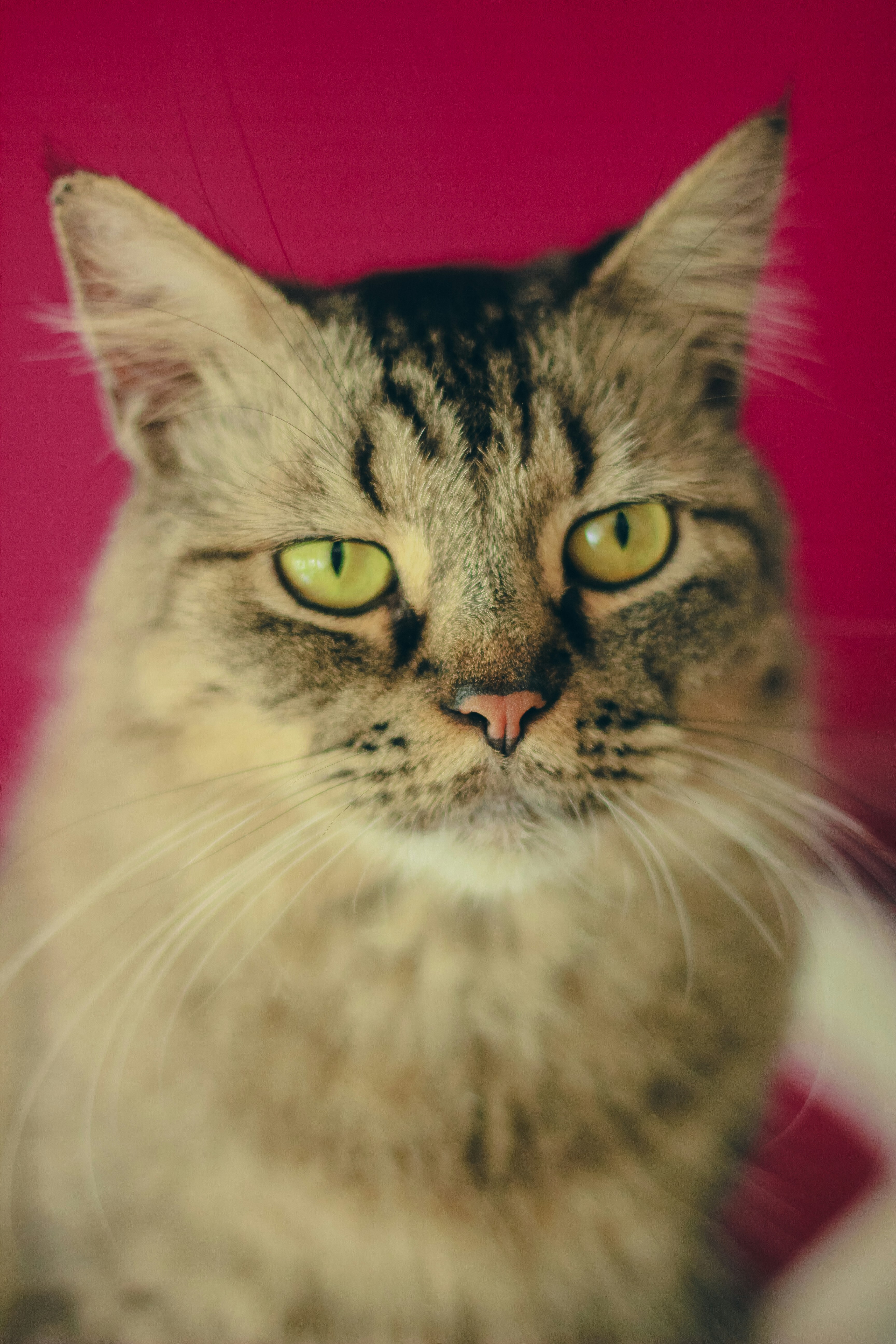 Emerald Gaze Against Velvet Pink: A Cat's Intimate Portrait