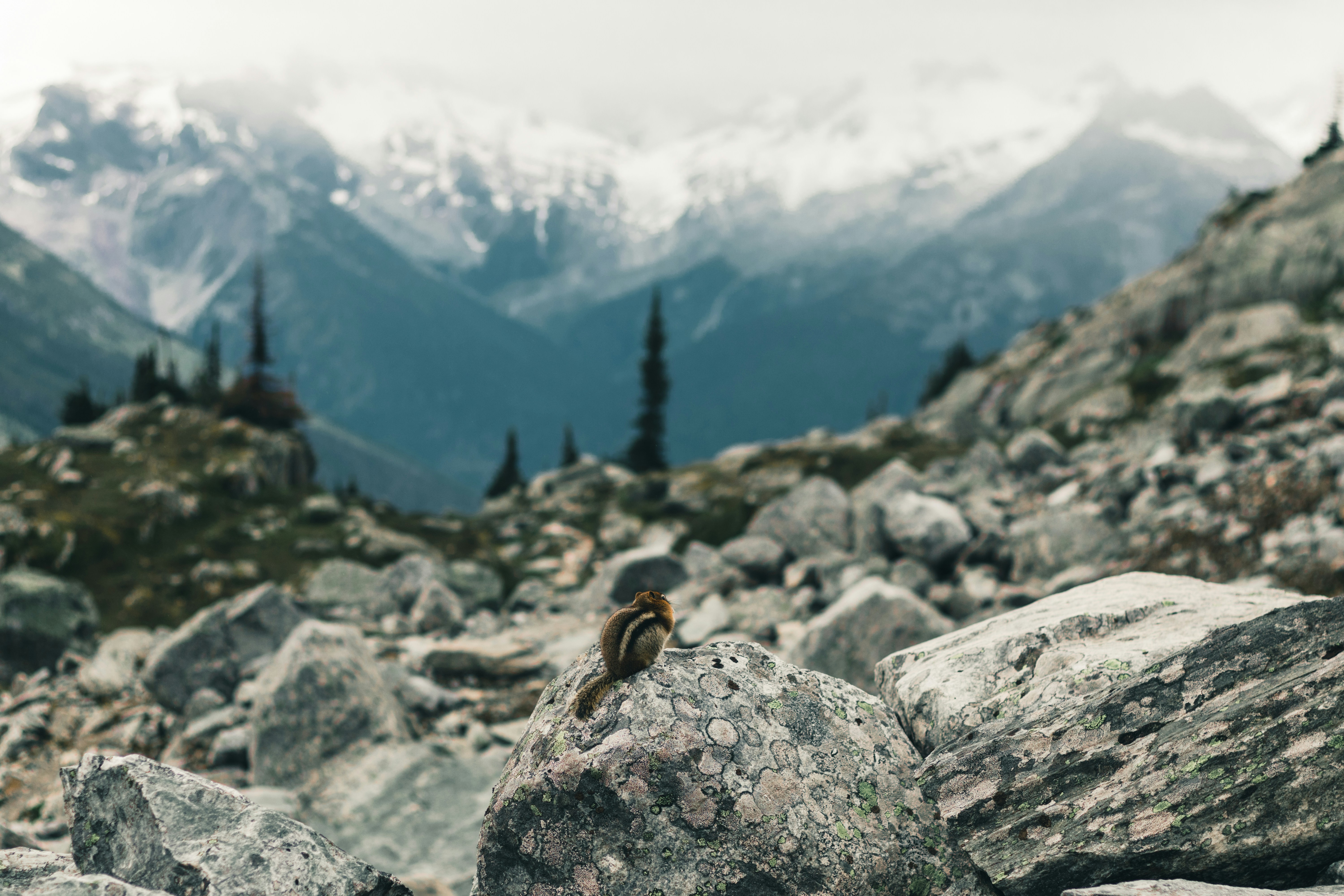 Alpine Snail on Granite: a Quiet Moment Among Giants