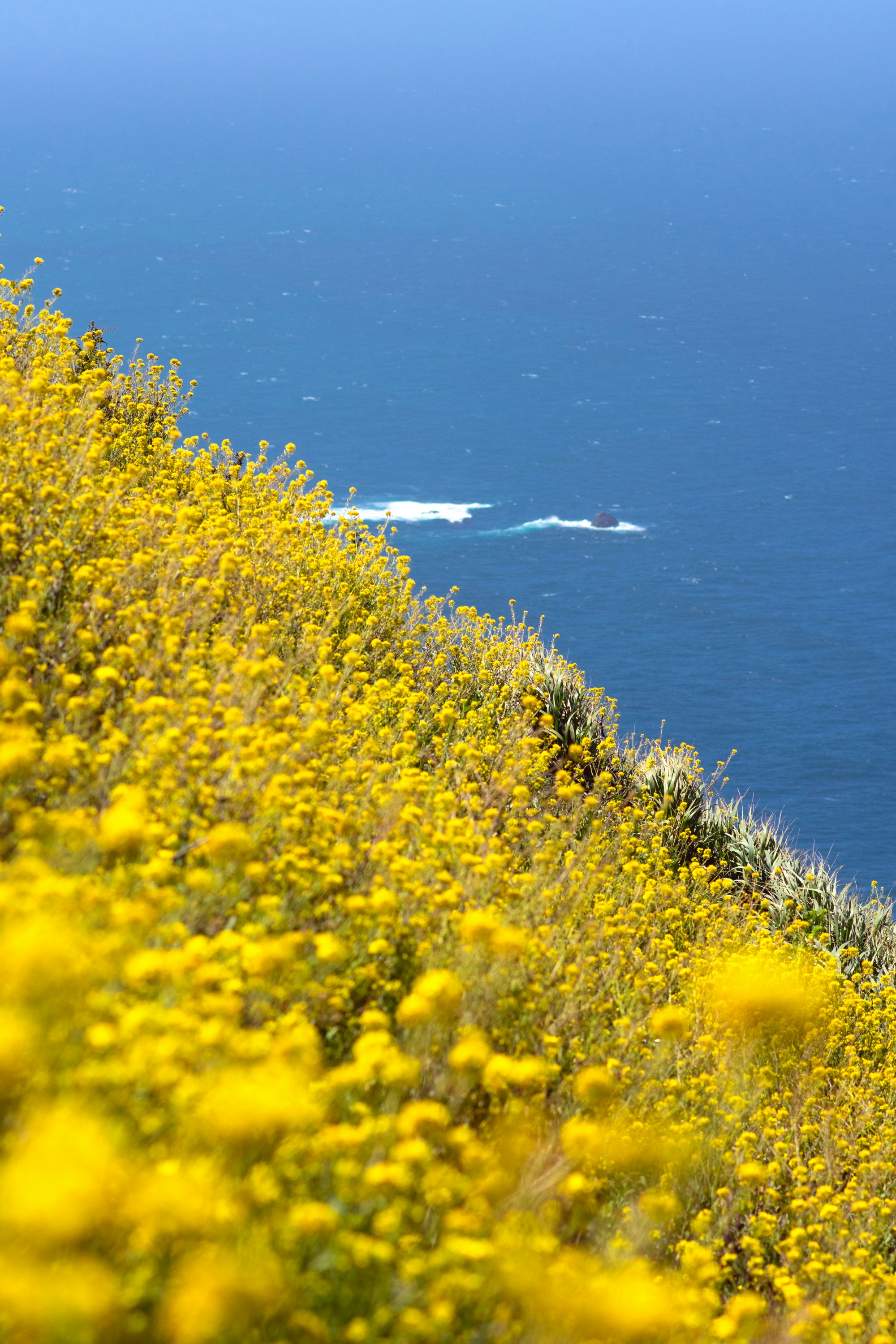 Cliffside Bloom: A Sea of Yellow on the Edge