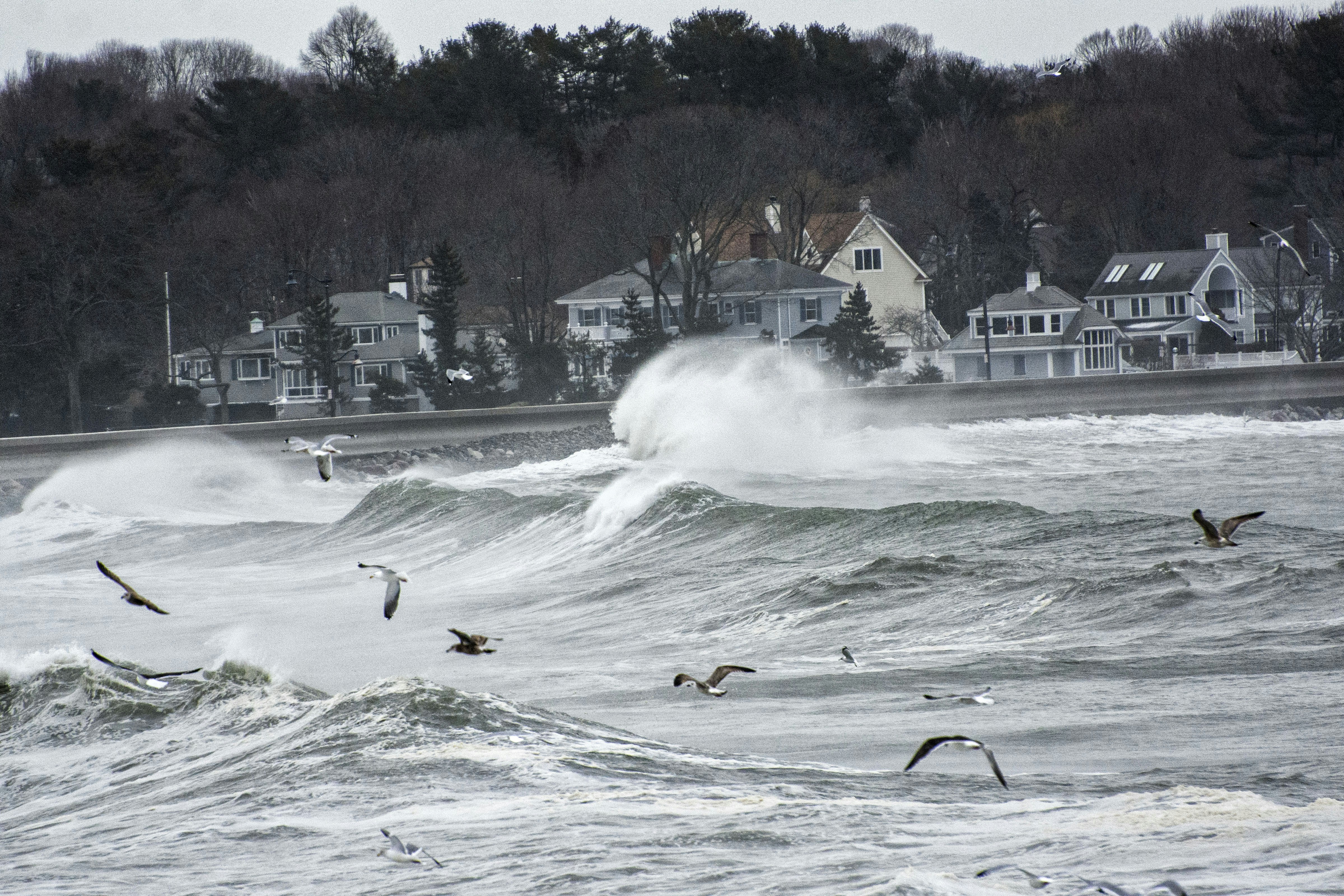 A flock of birds flying over a wave in the ocean photo – Free Grey ...