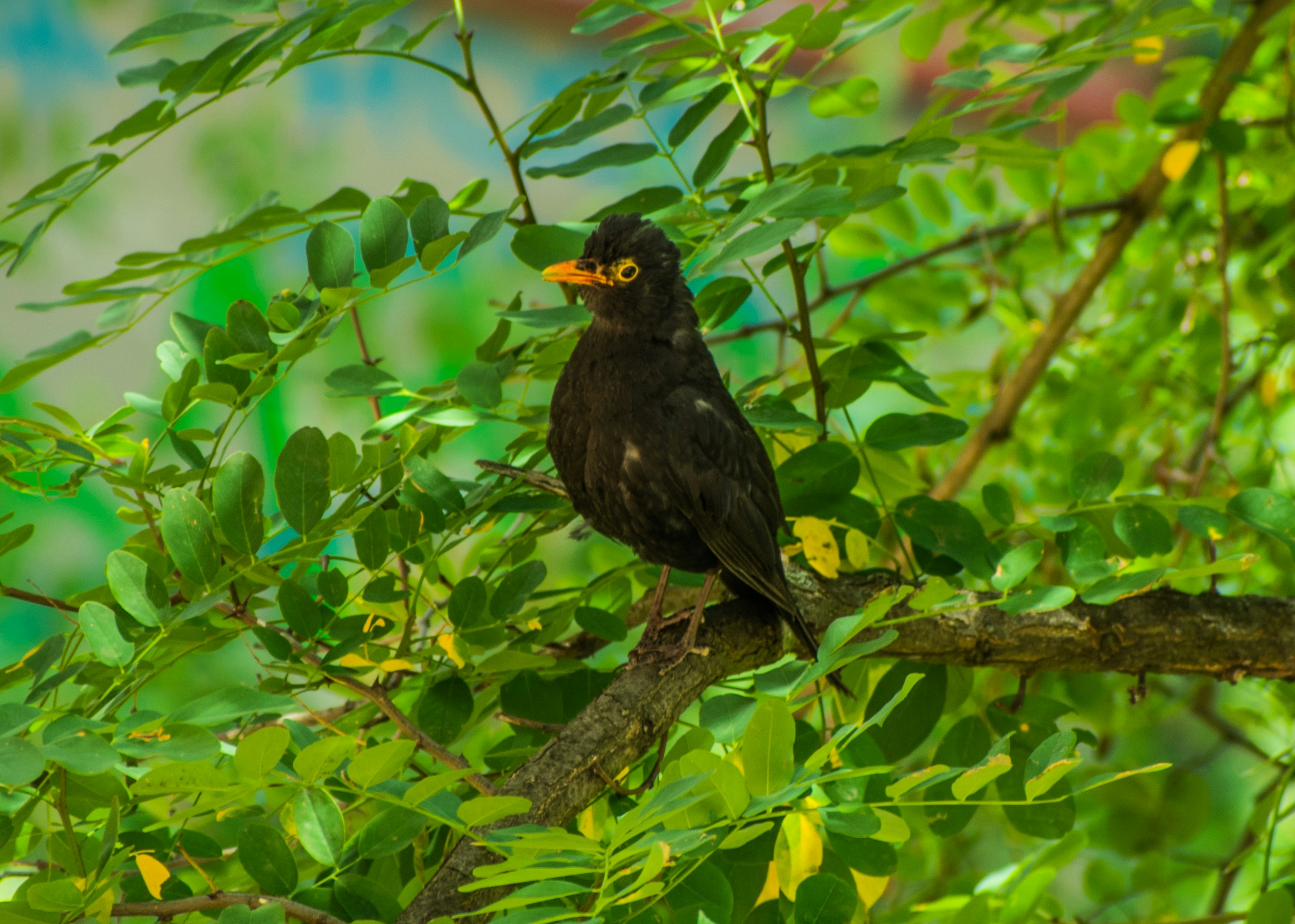 Un oiseau noir assis au sommet d’une branche d’arbre photo – Photo Vert ...