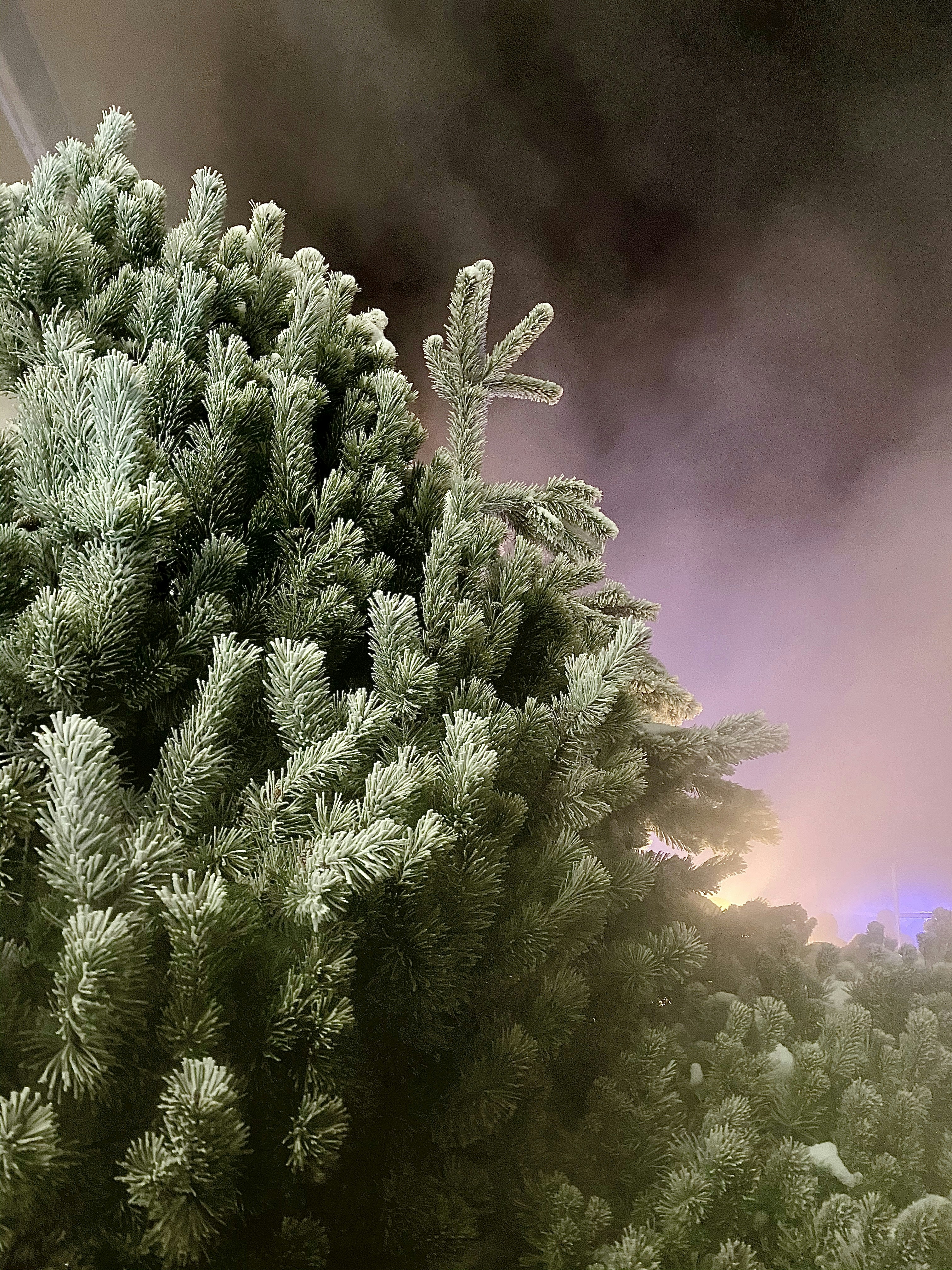 Frosted Pine Crown Under Nebulous Neon Fog