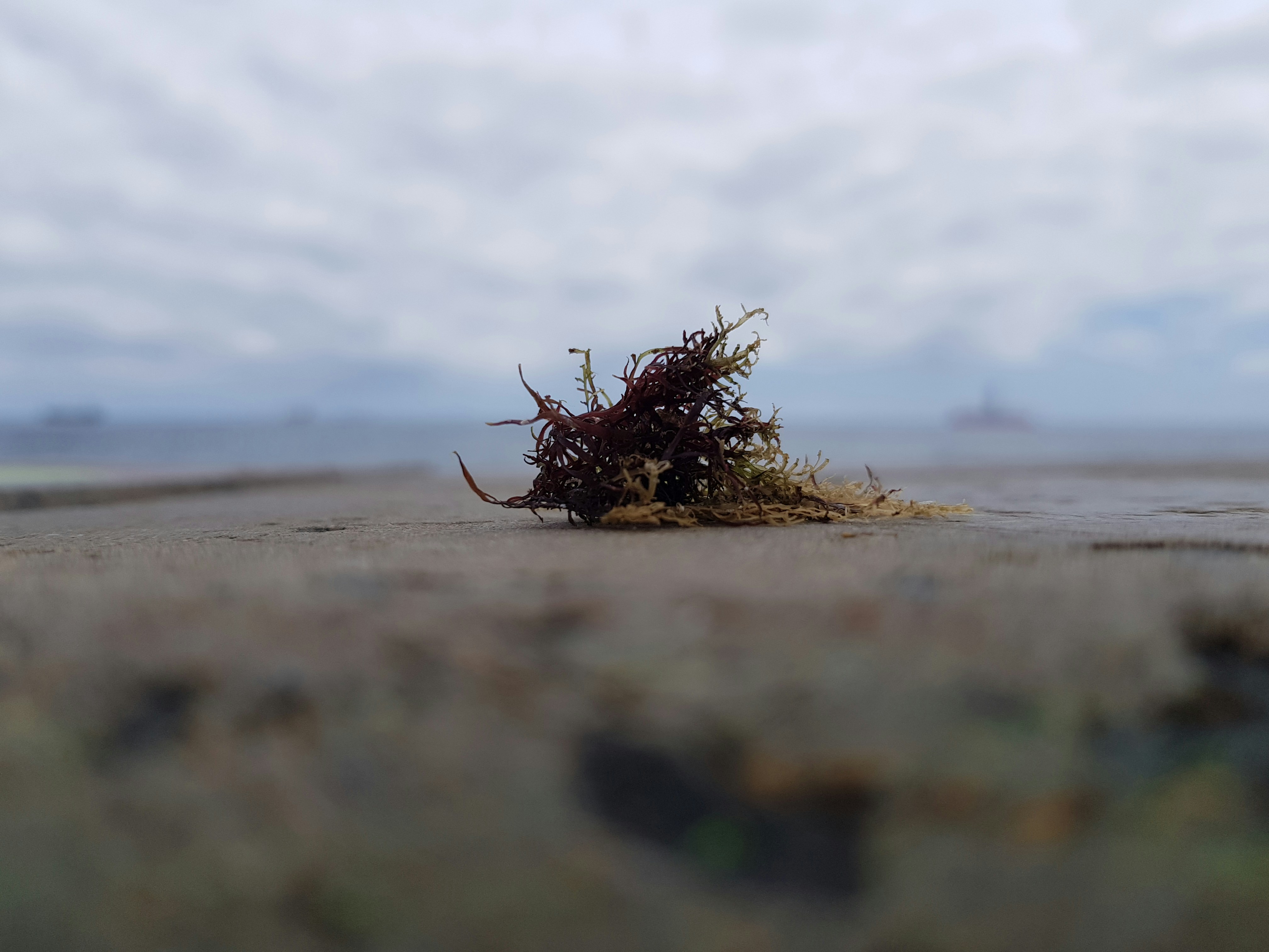 Seaweed Sentinel on a Quiet Tidal Plain