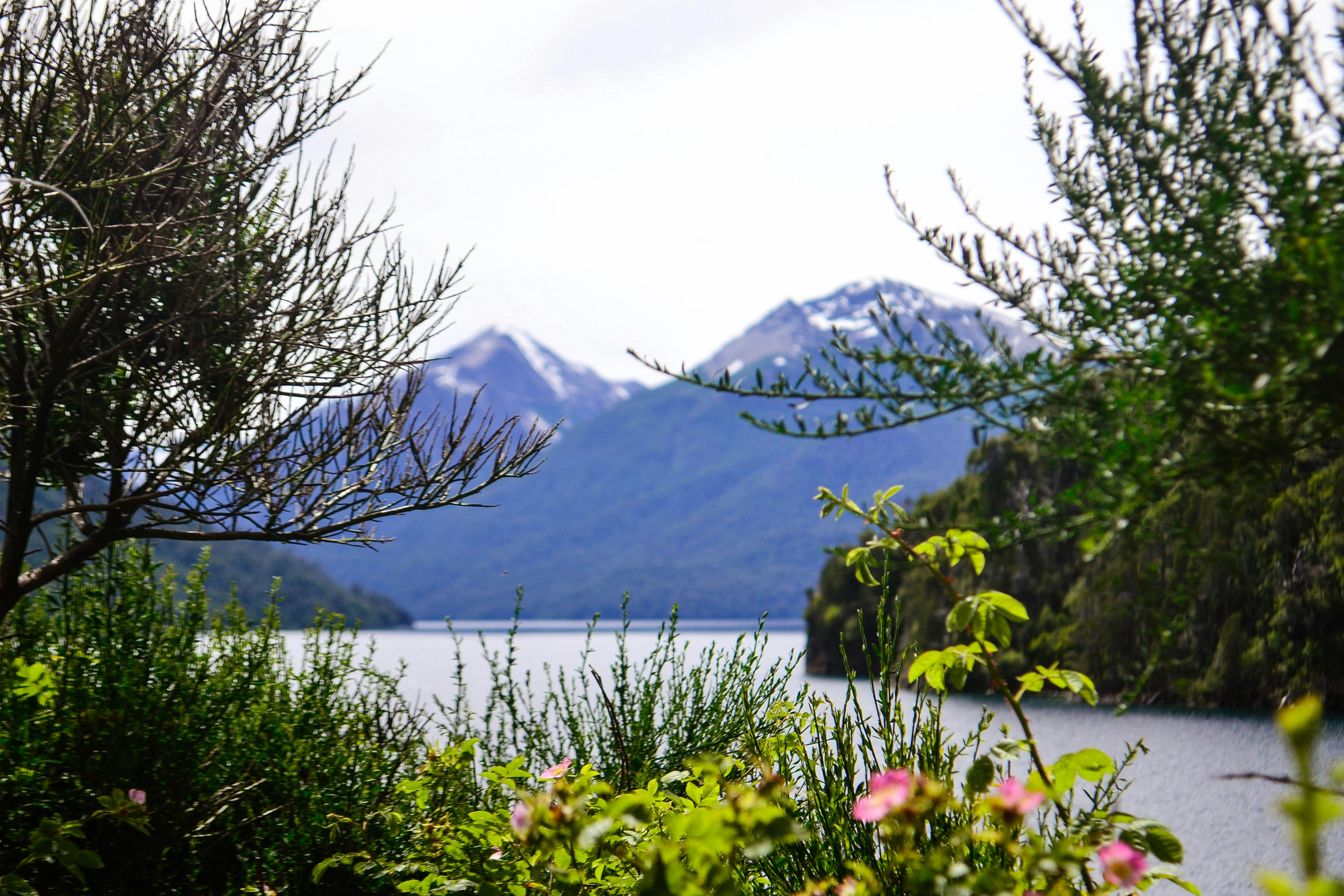 Lush greenery frames a serene lake with snow-capped mountains in the background, creating a peaceful natural scene.