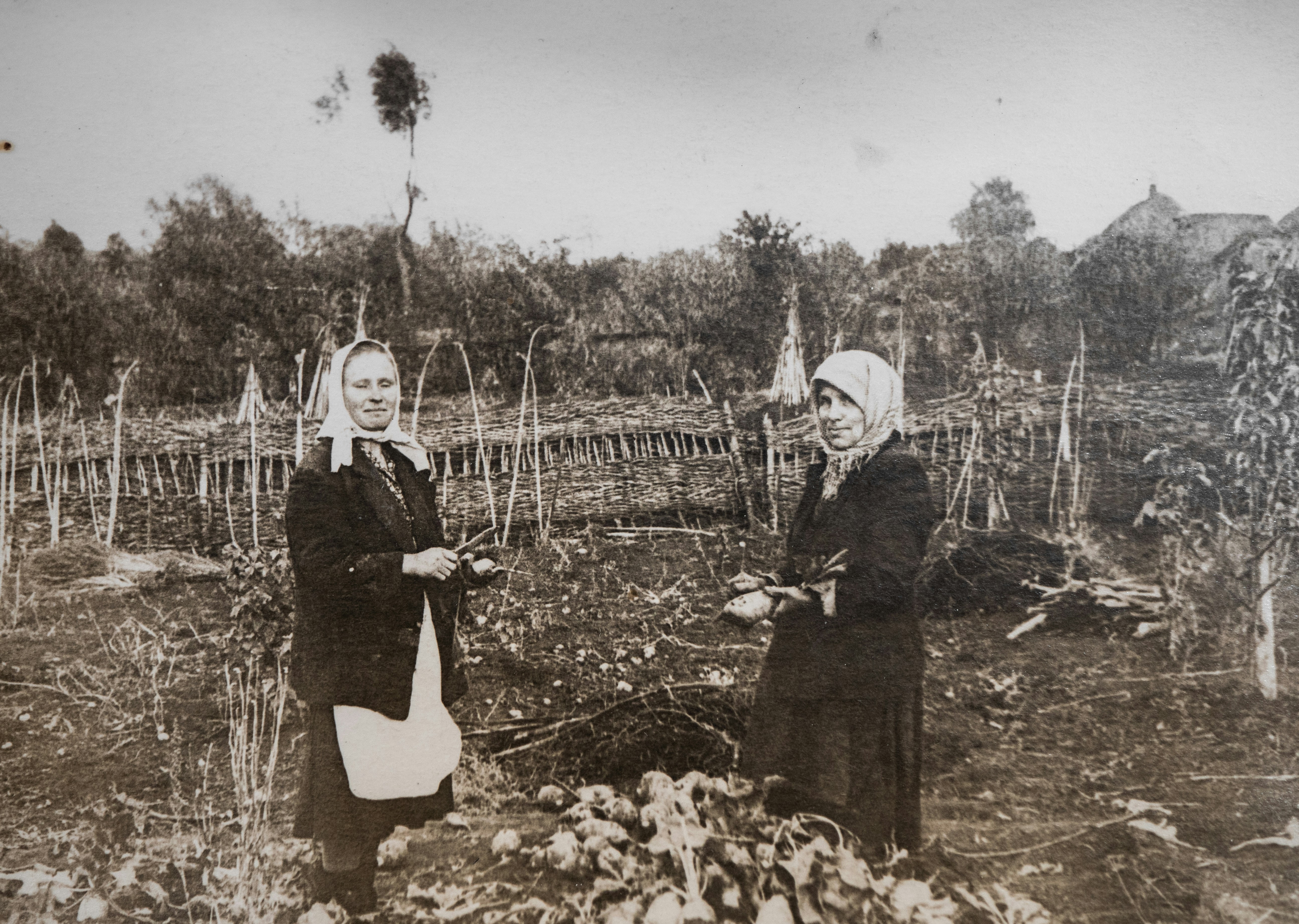 Two women in headscarves harvesting beets in a rustic garden with woven fences.