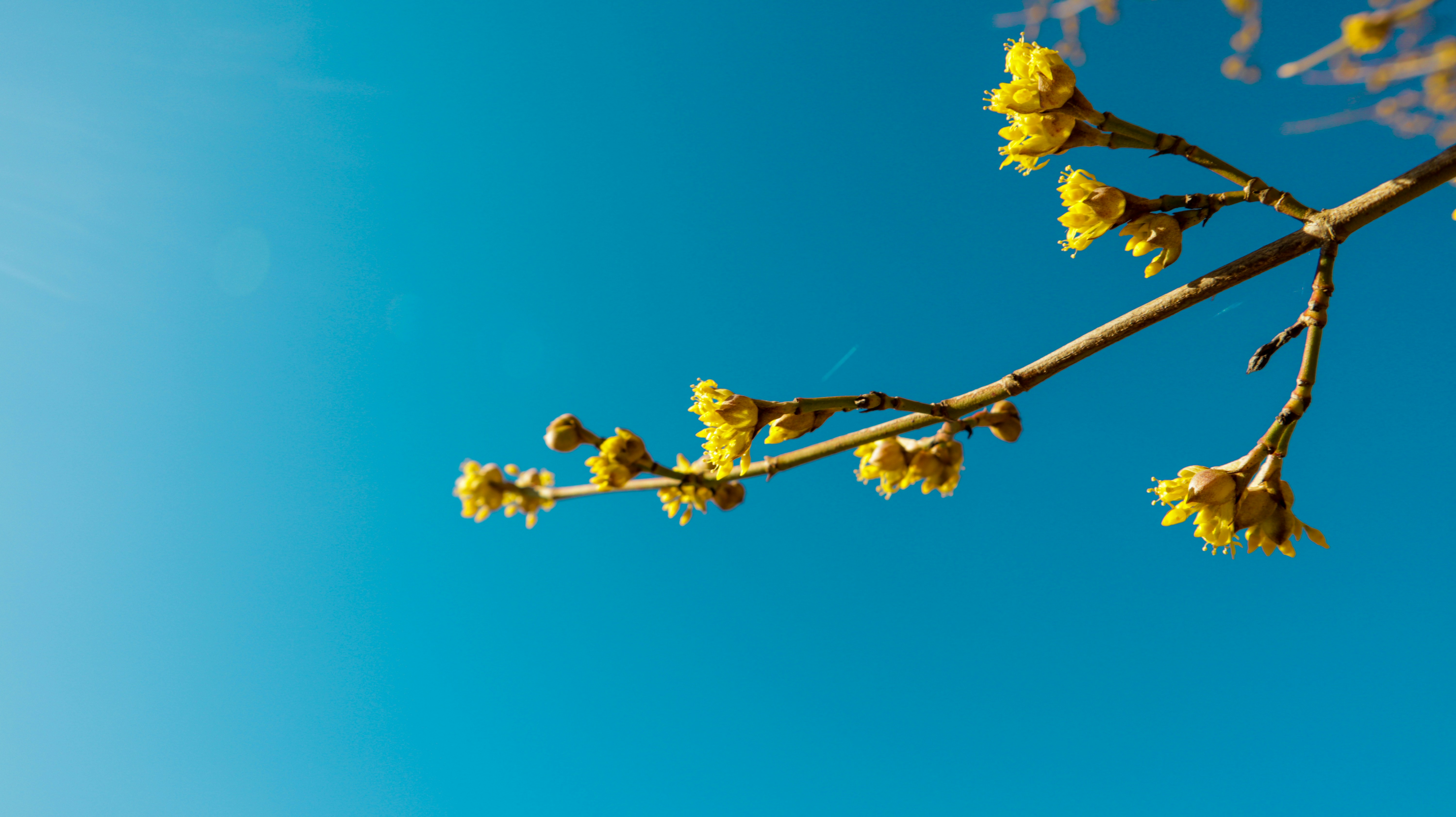 a tree branch with yellow flowers against a blue sky