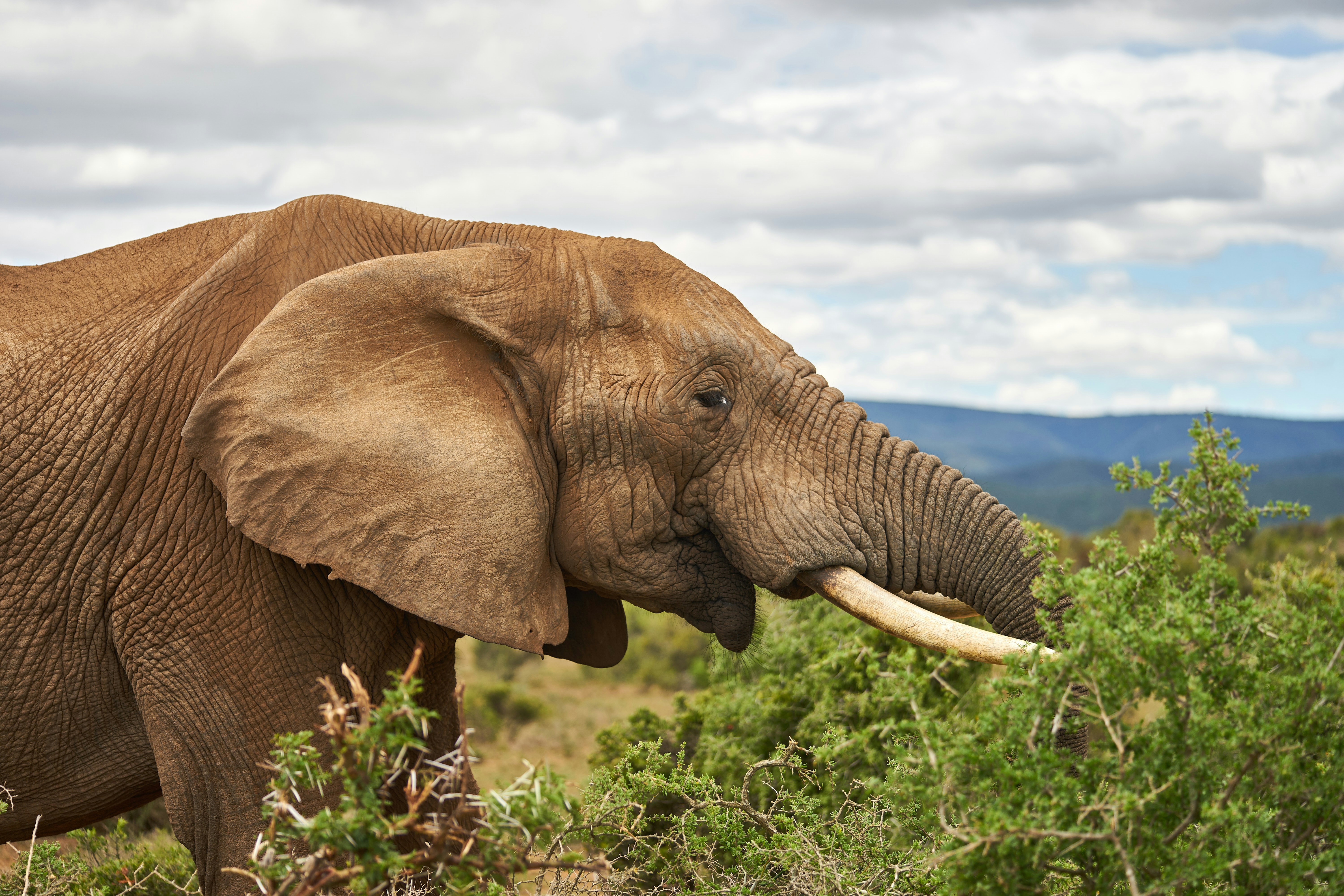 Foto Un elefante con largos colmillos parado en un campo – Imagen ...