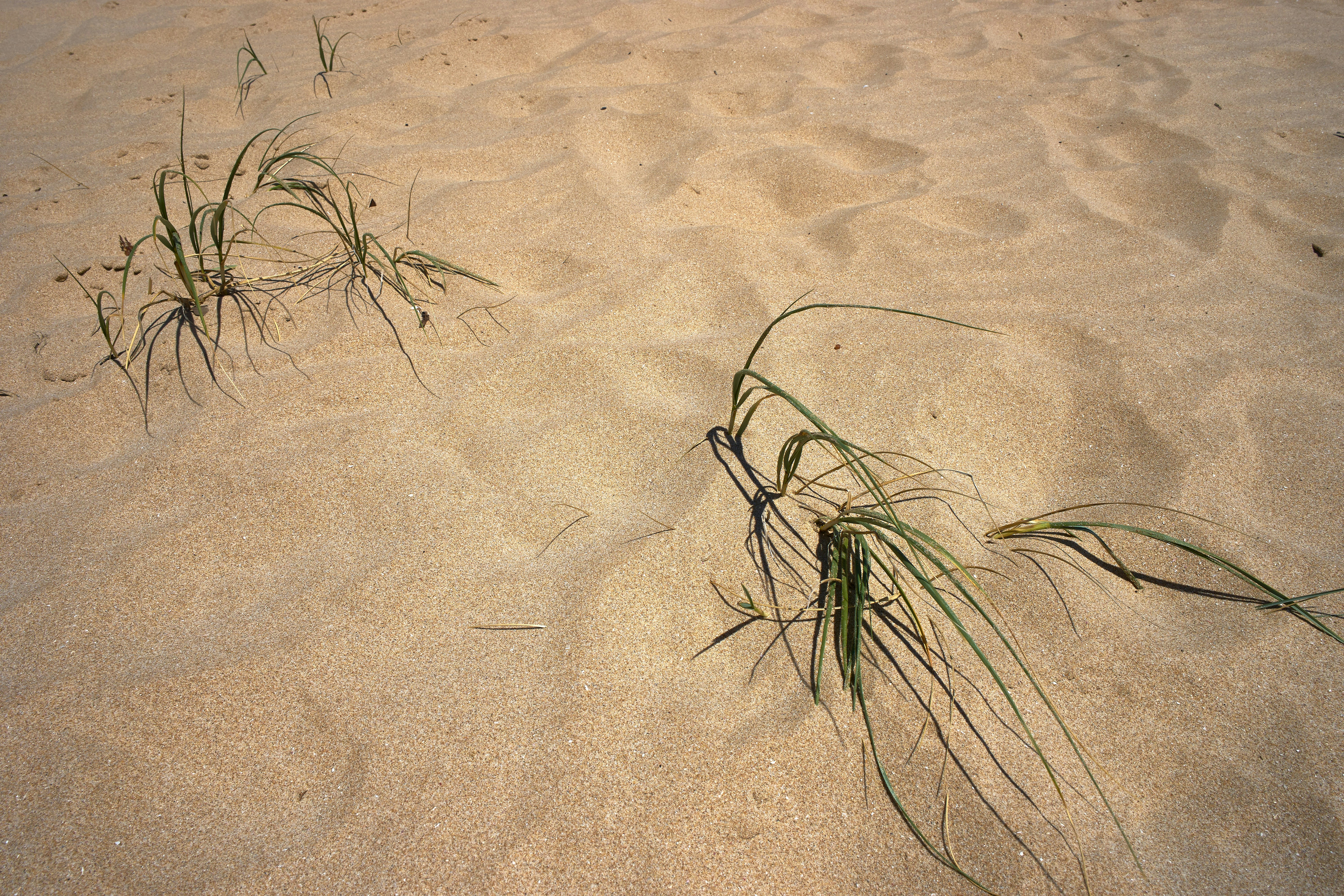 Foto zum Thema Ein paar Pflanzen, die im Sand sind – Kostenloses Bild ...