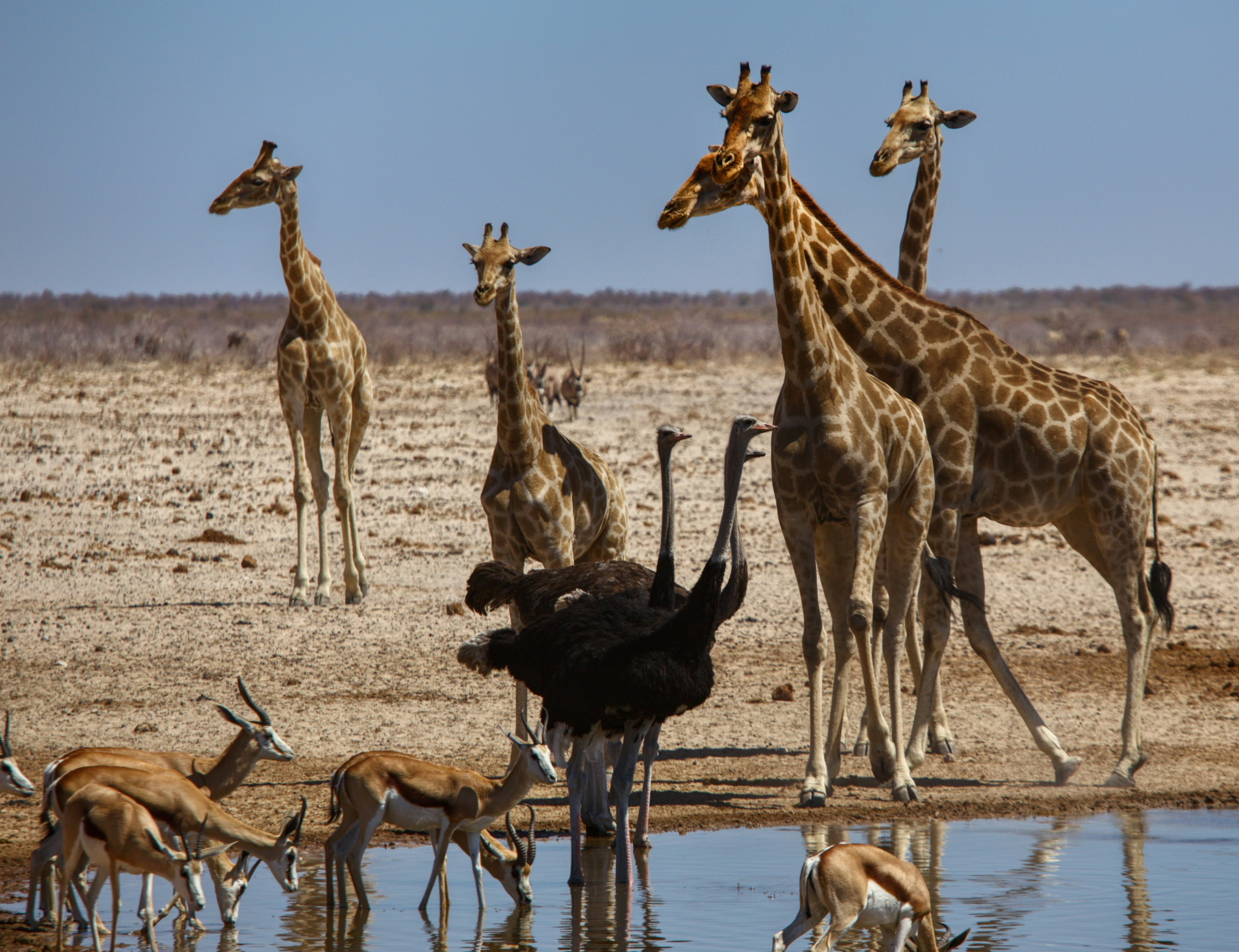 Giraffes and ostriches congregate around a waterhole, with antelopes grazing nearby in a dry landscape.