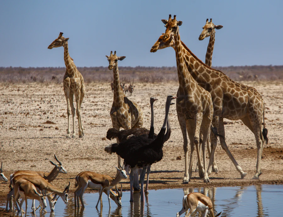 A group of giraffes stands near a waterhole with ostriches in the foreground and antelope grazing nearby on a dry savanna plain.