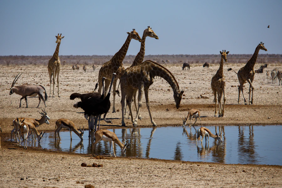 A group of giraffes, antelope, and an ostrich gather around a small waterhole in a dry savanna. Their reflections shimmer in the water under a clear blue sky.