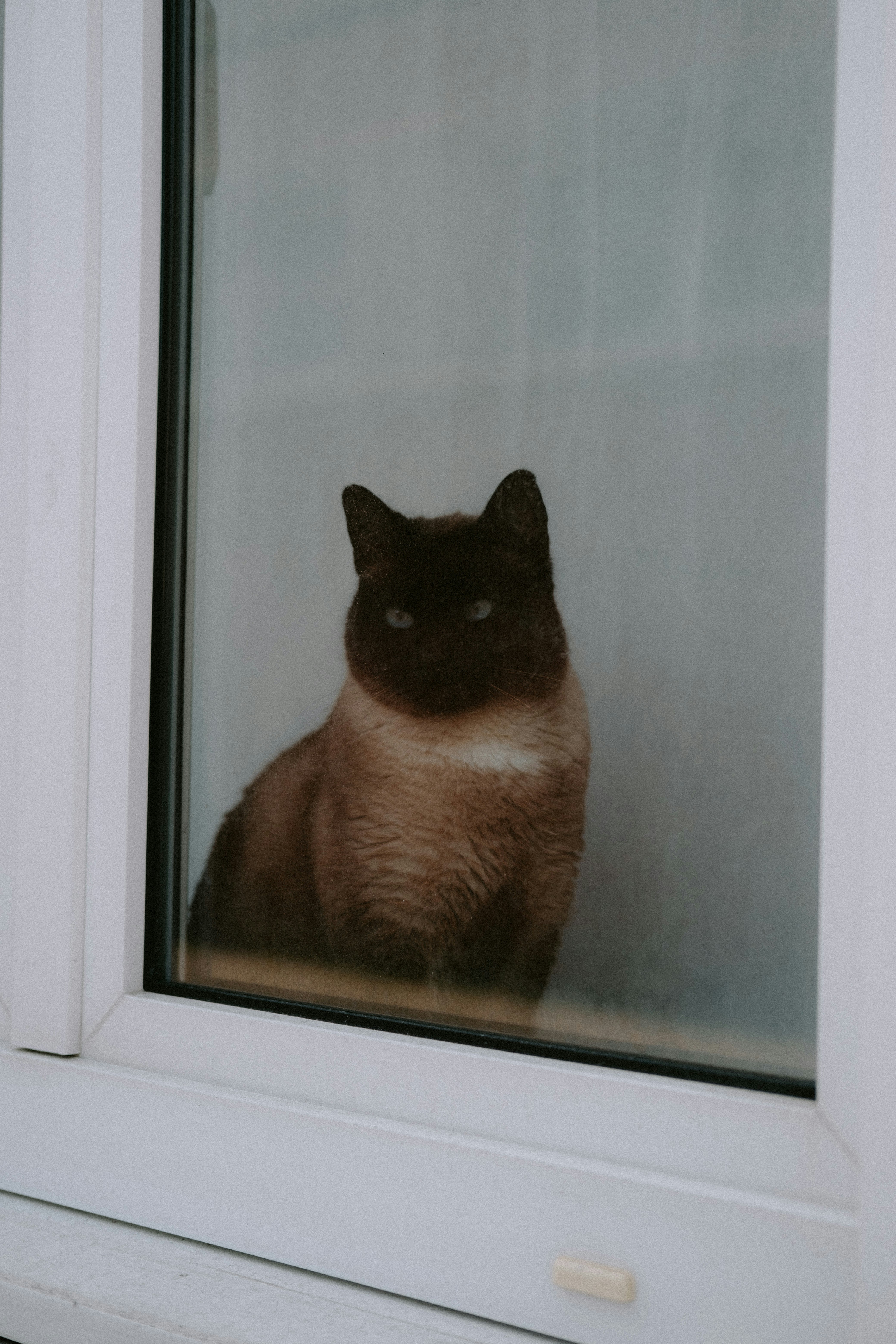 A cat with a distinct color pattern gazes through a window, creating a sense of curiosity and intrigue.