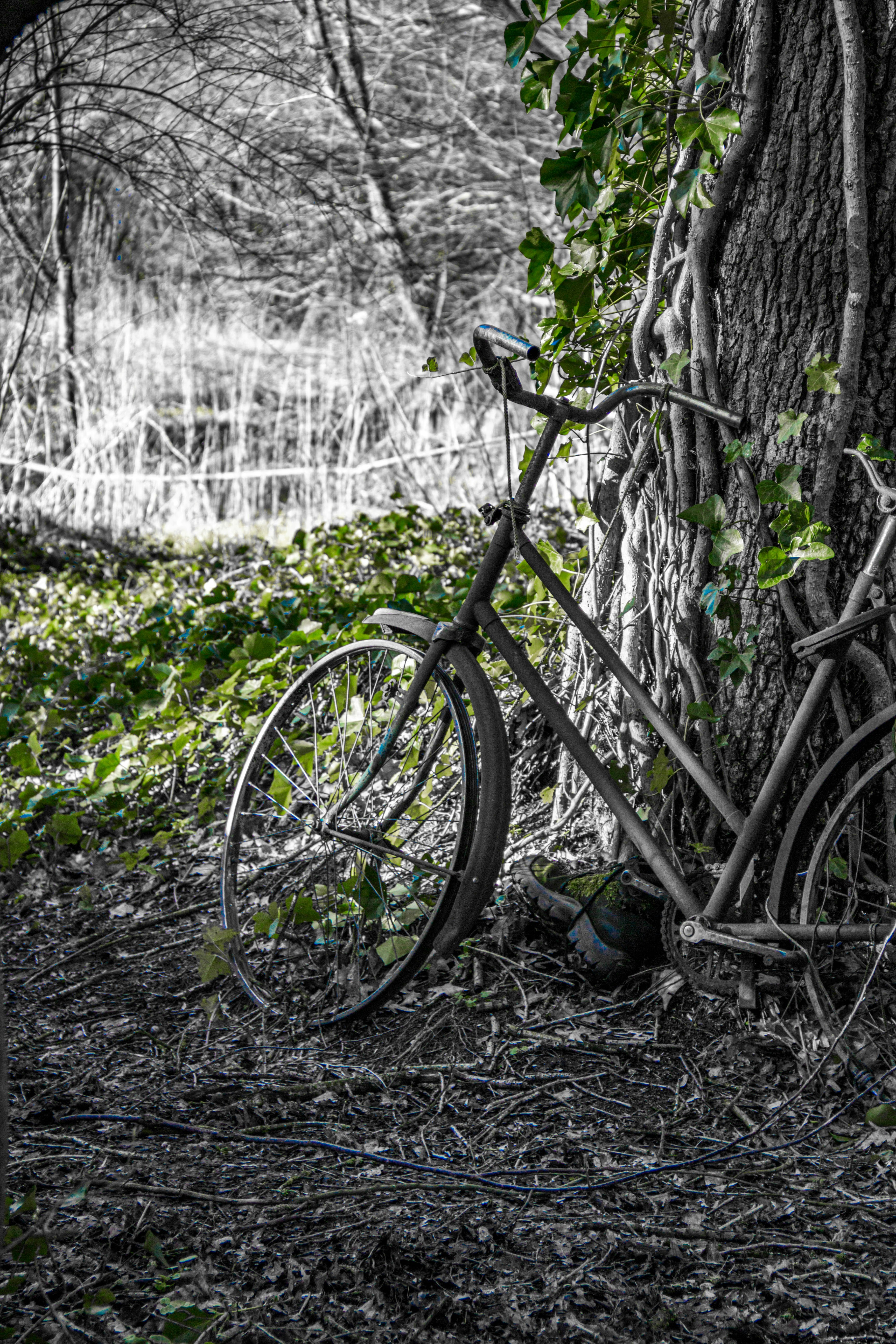 Bicycle by the Root: Green Threads Cling to Forgotten Steel