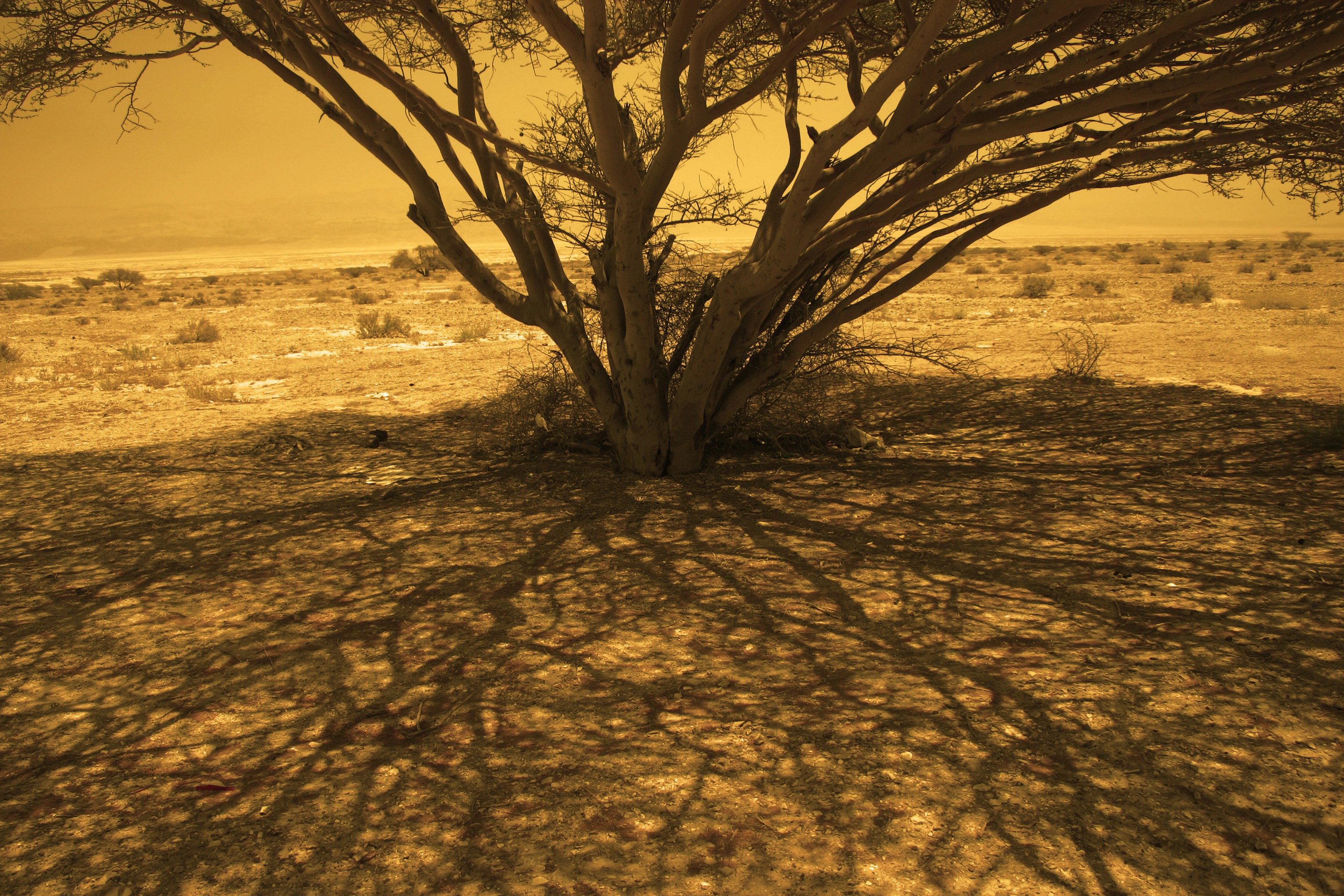 A lone tree casts a shadow on the ground photo – Free Sultanate of oman ...