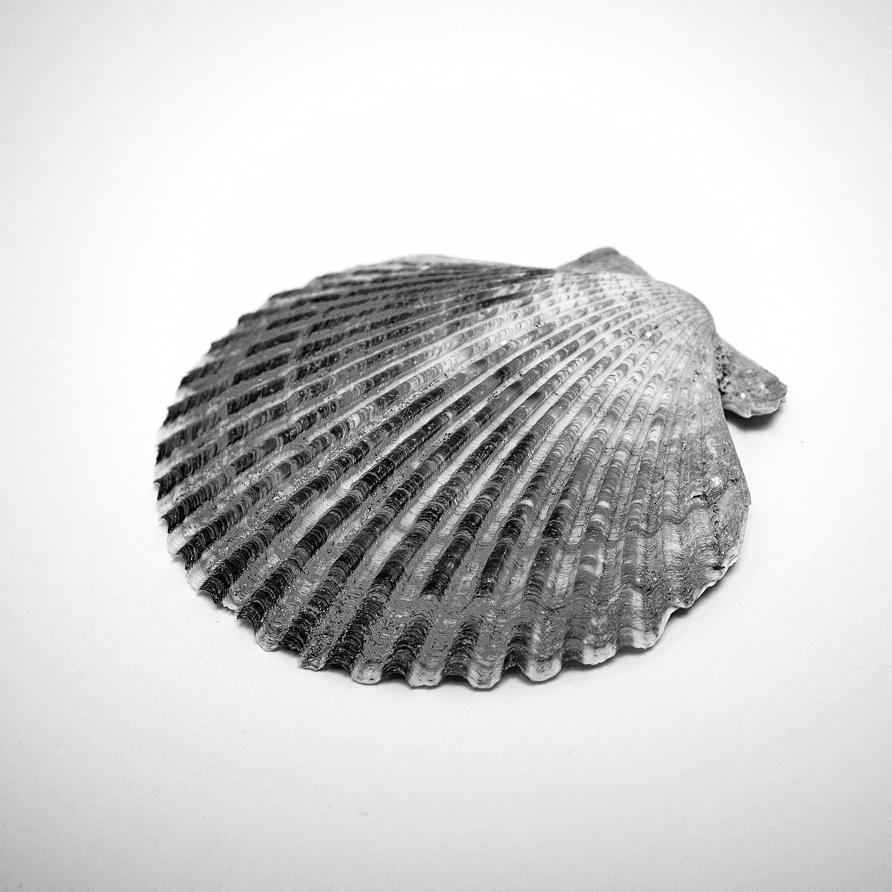 A black and white photo of a seashell photo – Free Grey Image on Unsplash