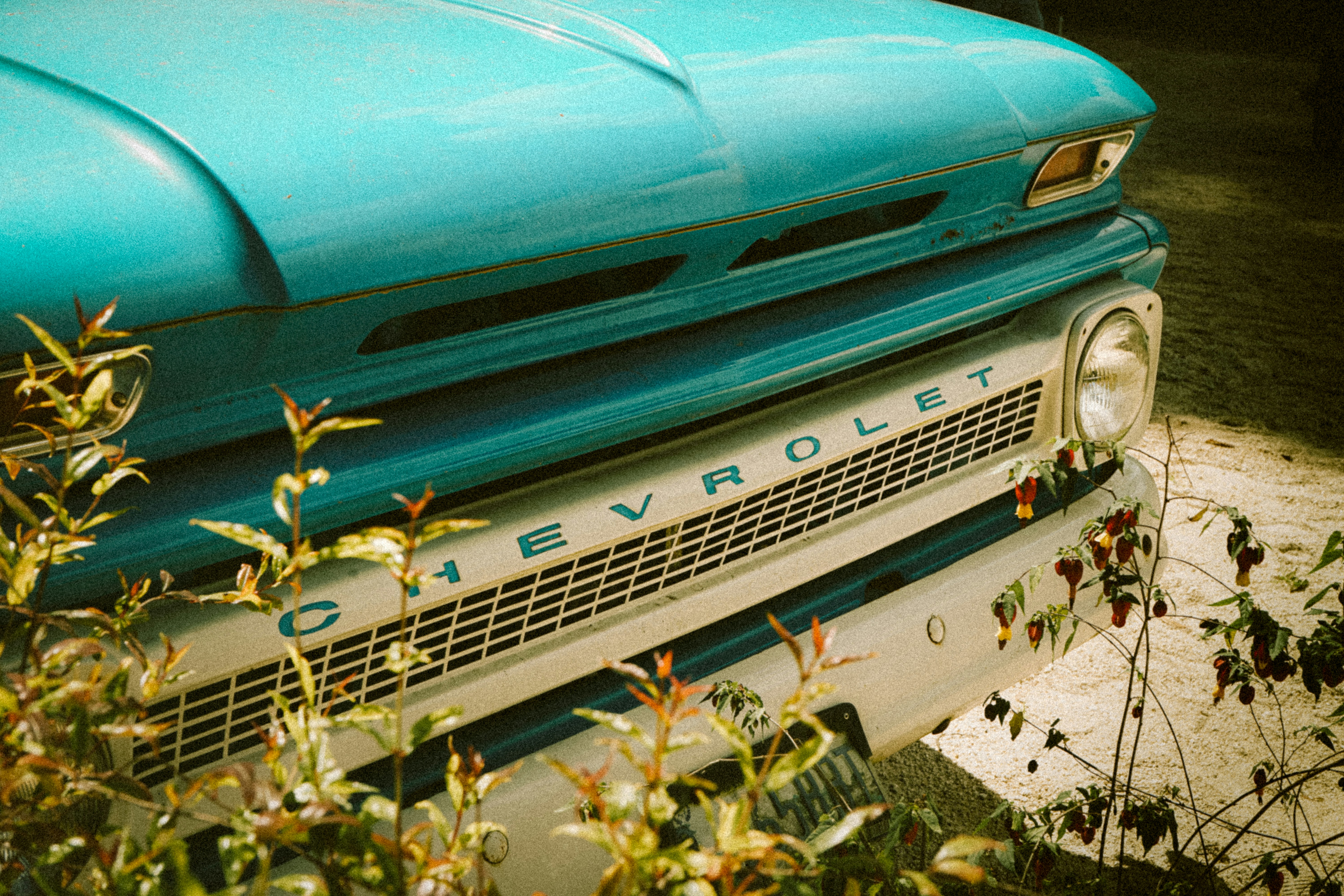 Close-up of a vintage Chevrolet truck's front grill, partially obscured by greenery. The vibrant blue paint contrasts with the natural surroundings.