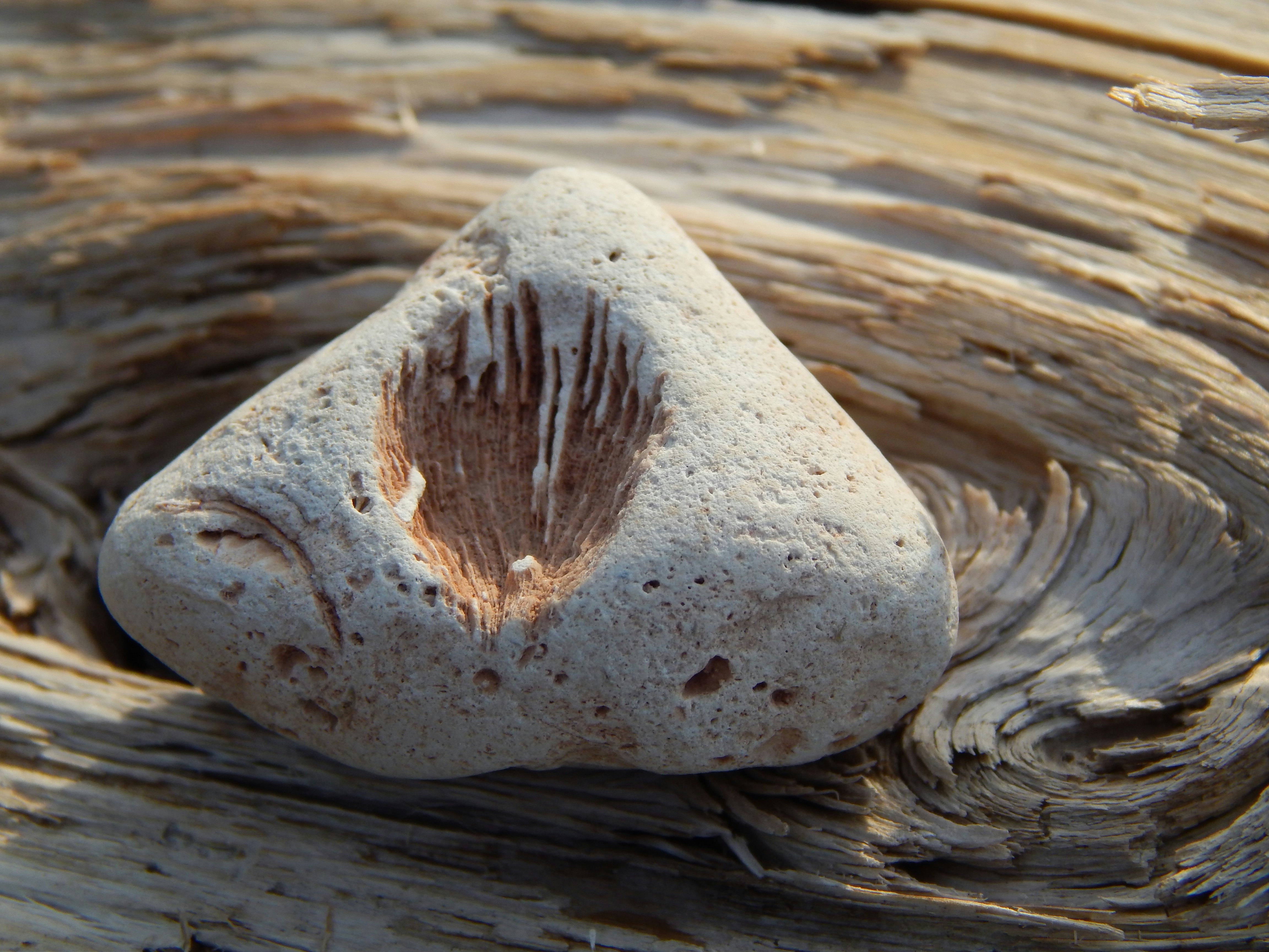 A uniquely shaped rock with intricate textures and a carved appearance, resting on weathered wood. The natural patterns highlight the artistry of erosion.
