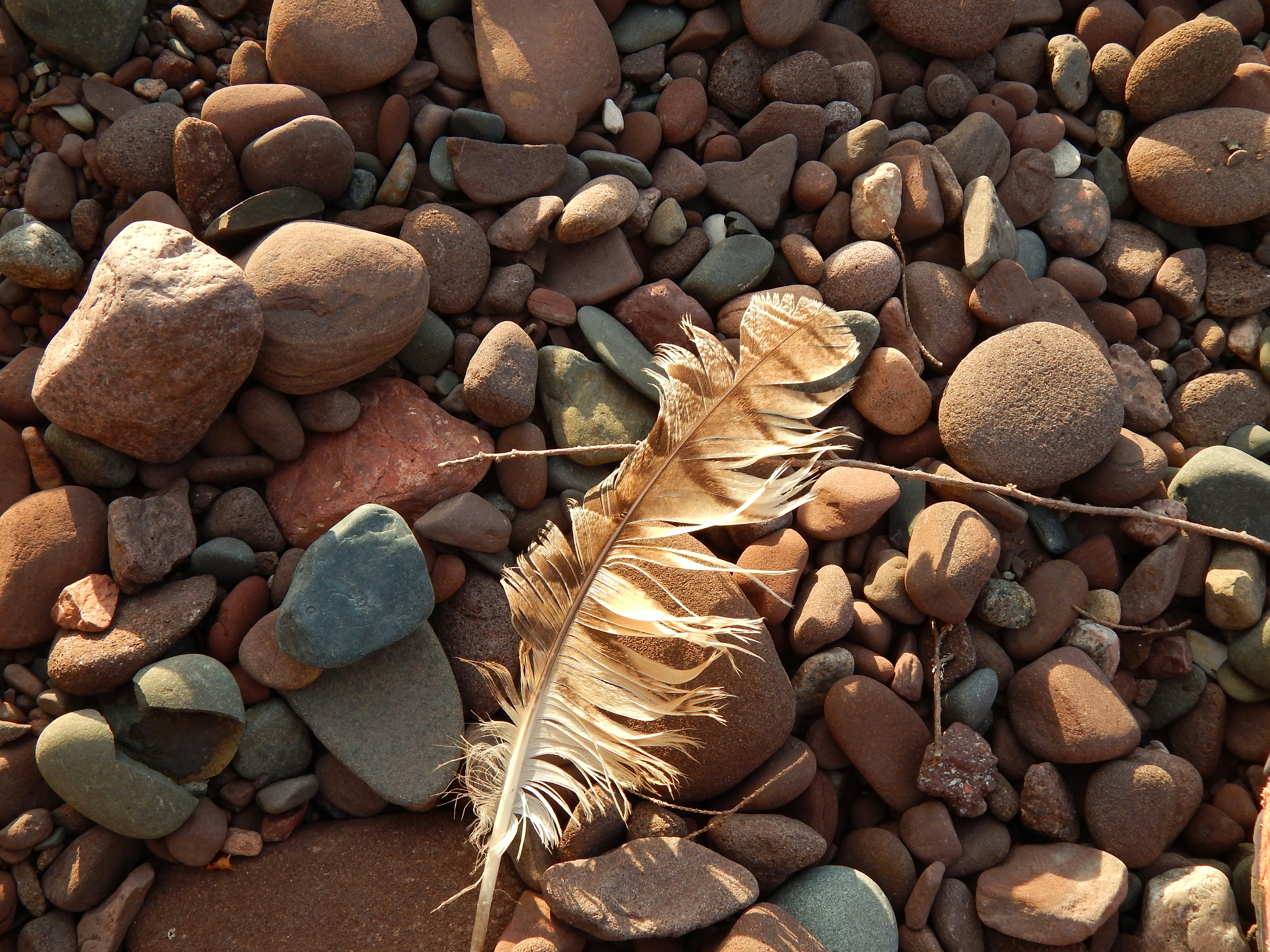 Eagle feather lying amidst smooth, multicolored stones on a sunlit beach.