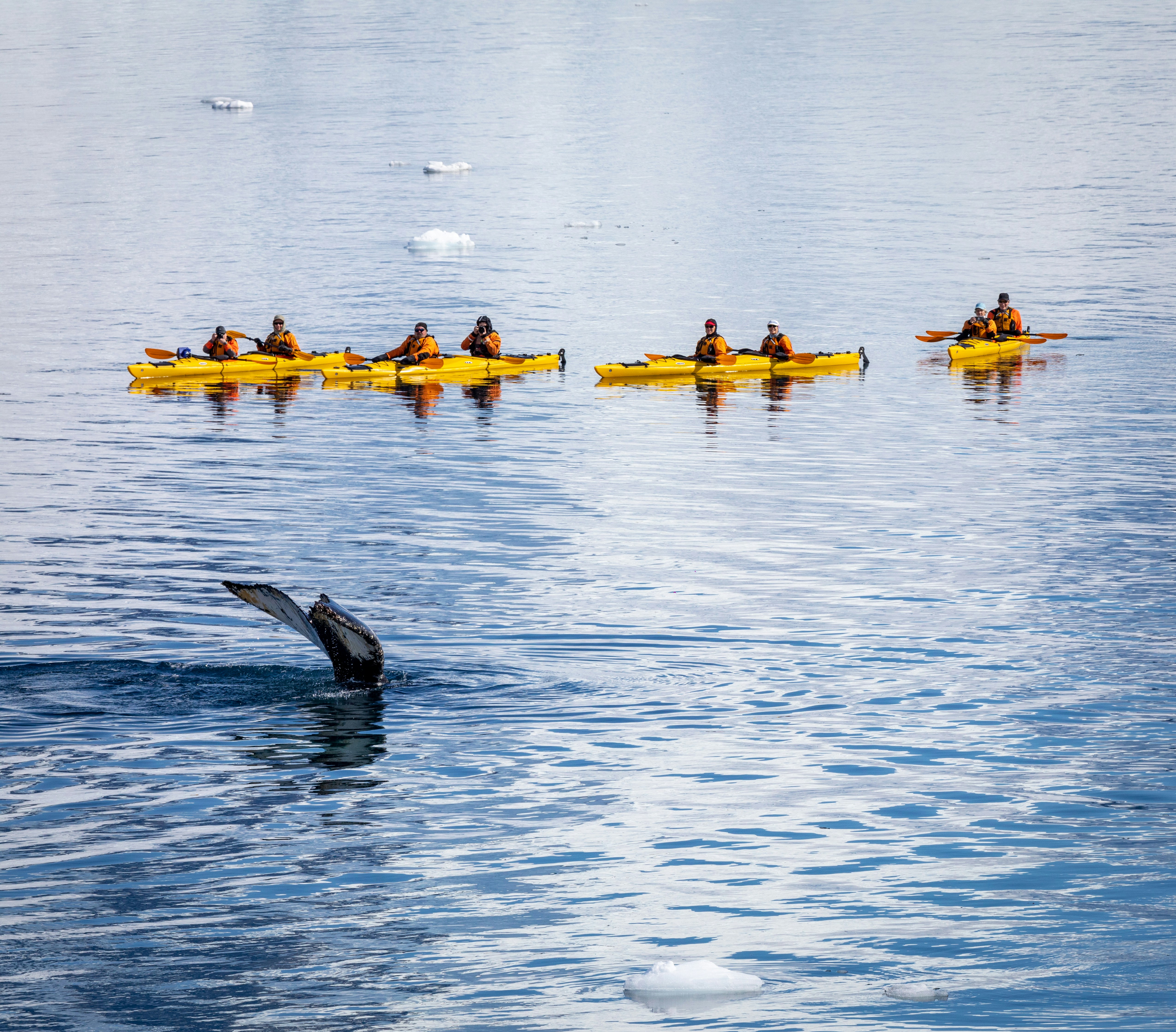 A group of people in kayaks paddling in the water photo – Free ...