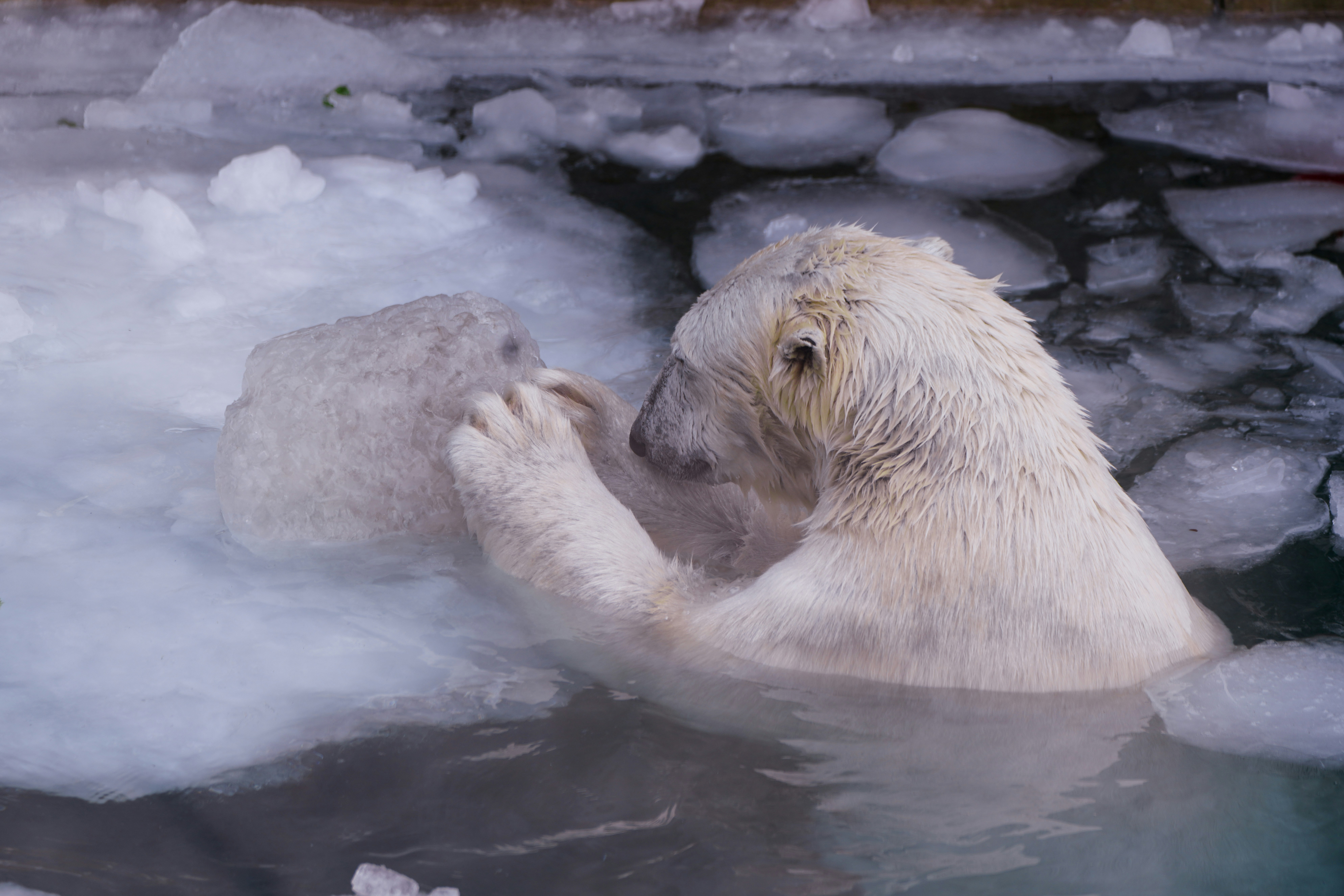 A polar bear in a pool of ice photo – Free Grey Image on Unsplash