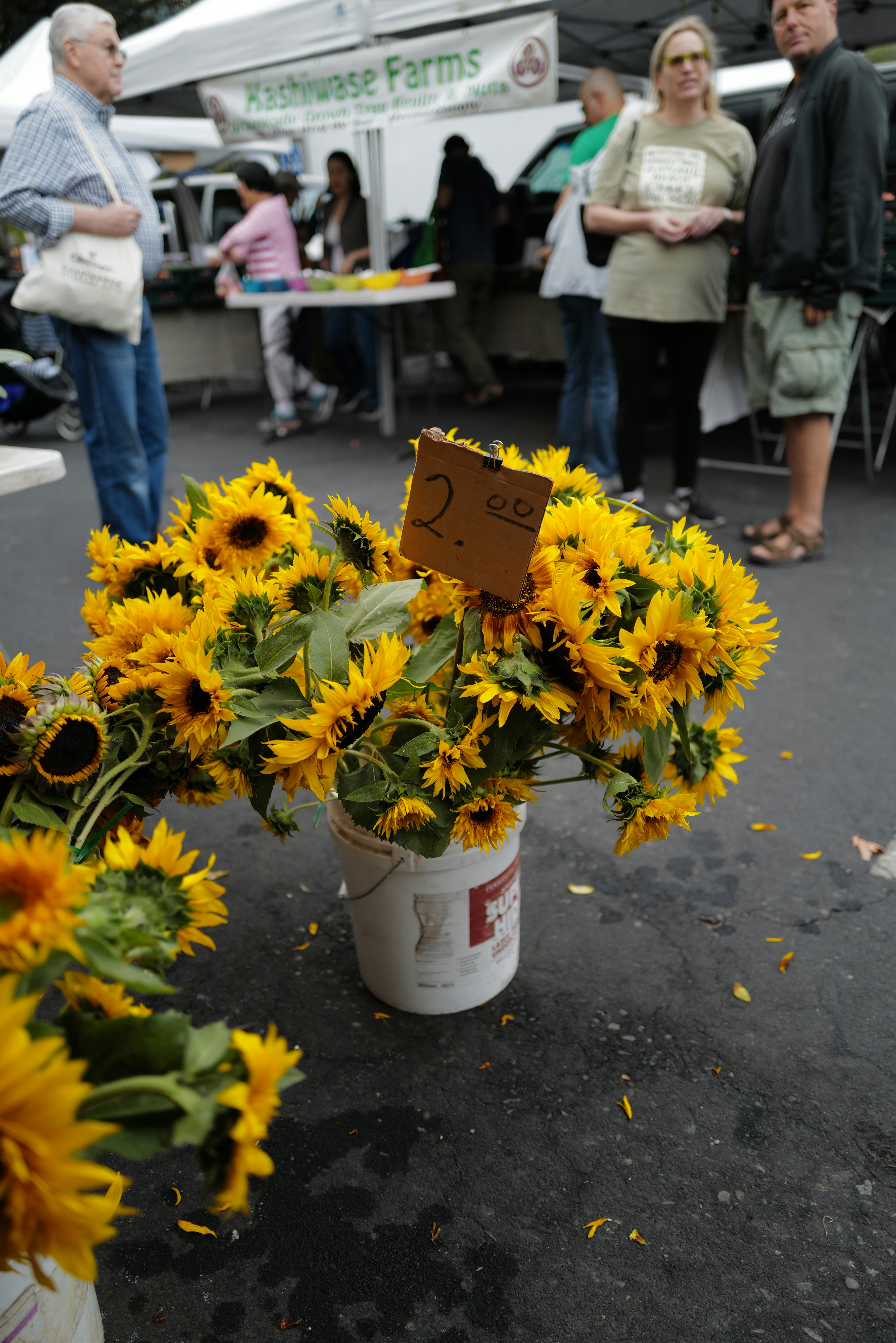 Market Sunflower Display