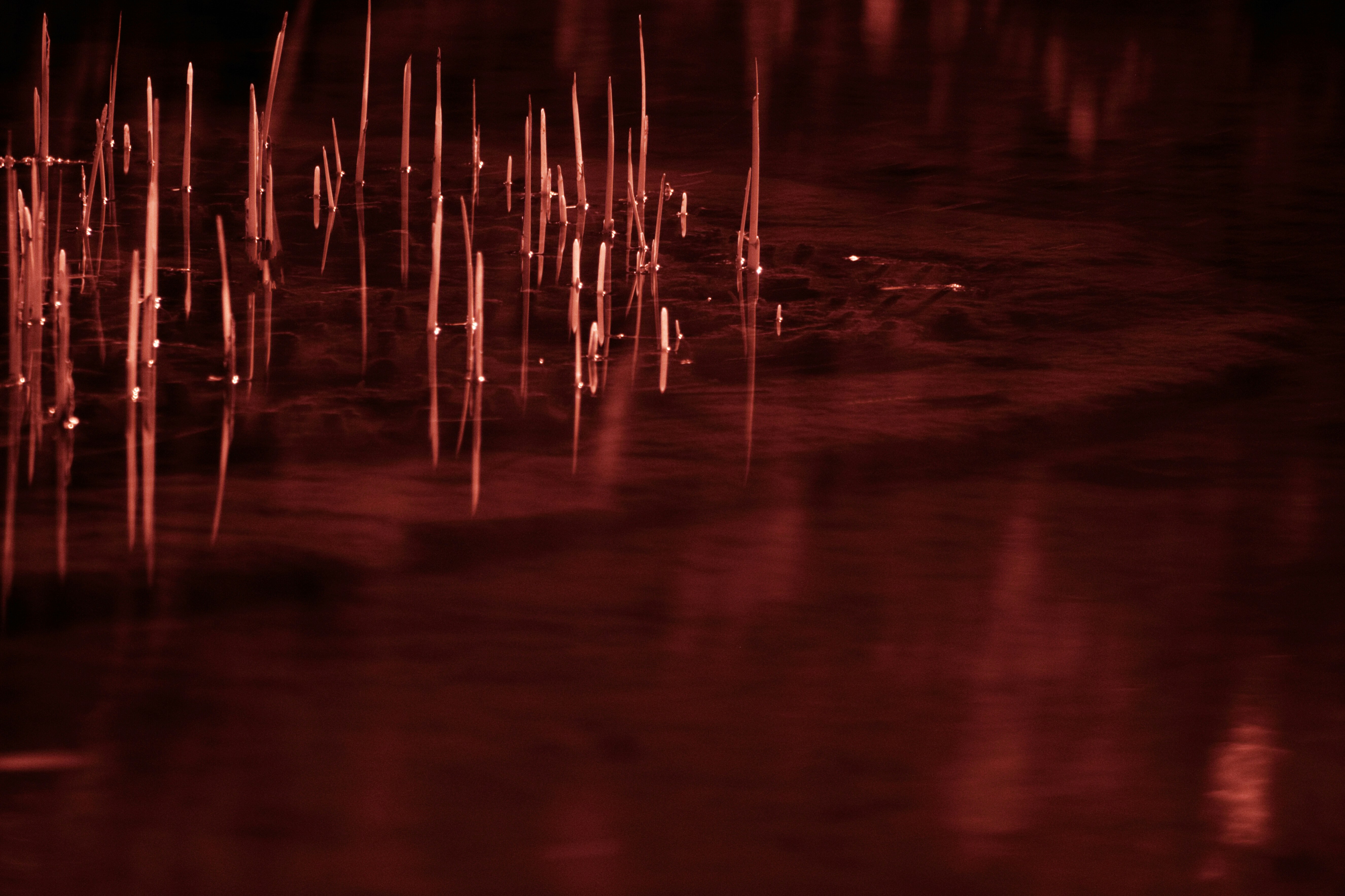 Crimson Reeds at Dusk: A Quiet Shore Study