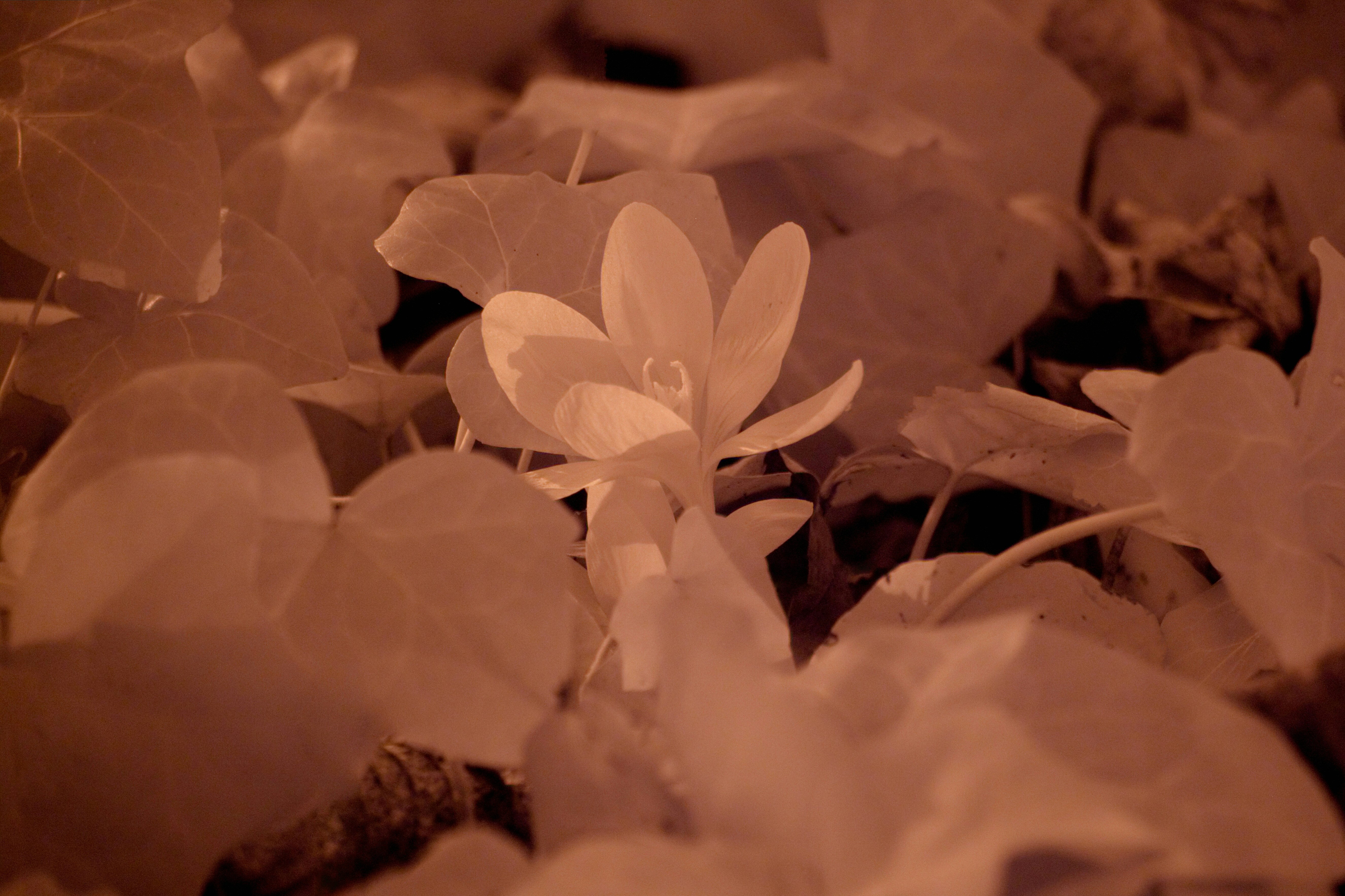 a close up of a flower on a plant