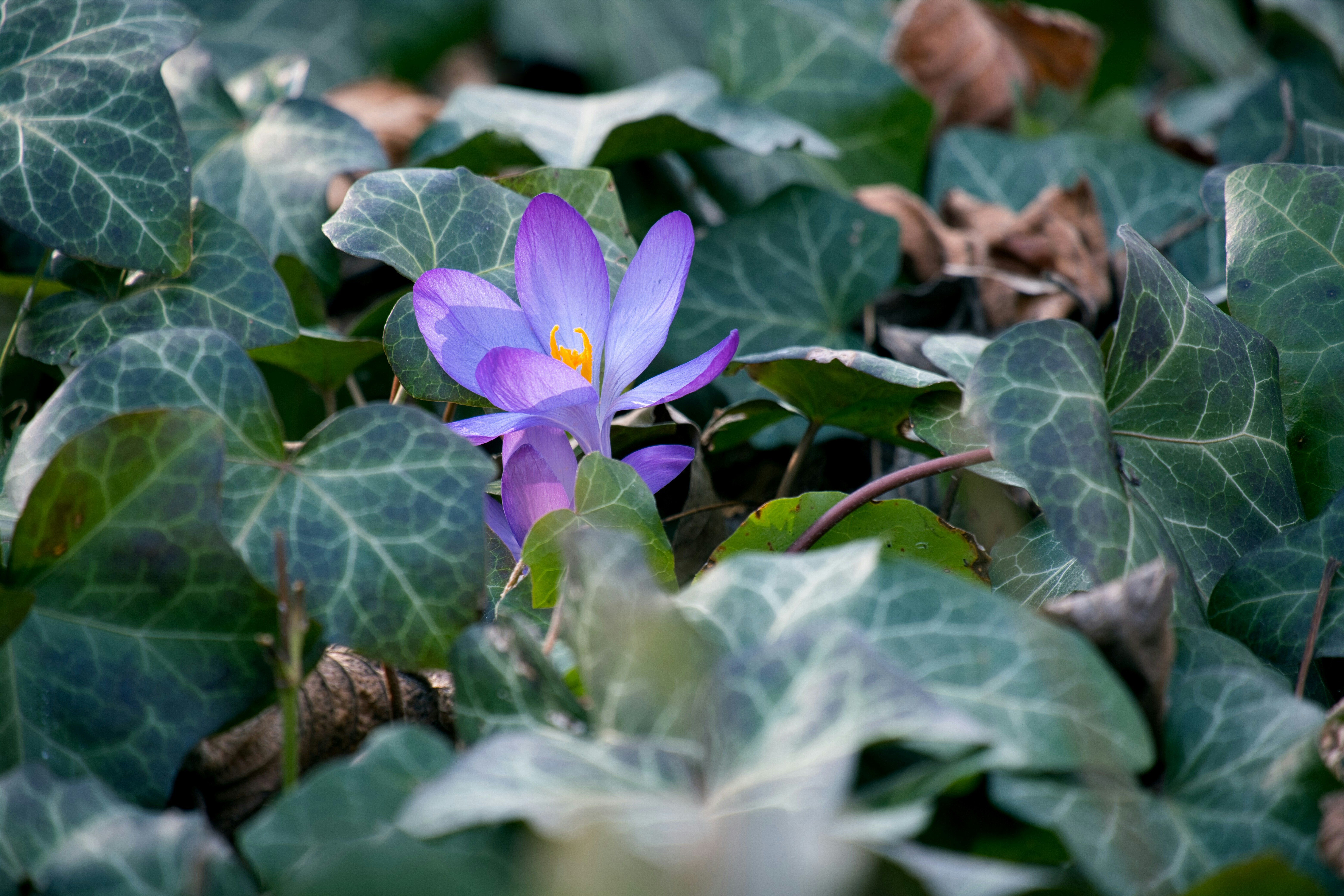 Purple crocus among ivy: a solitary bloom breaking through winter-green
