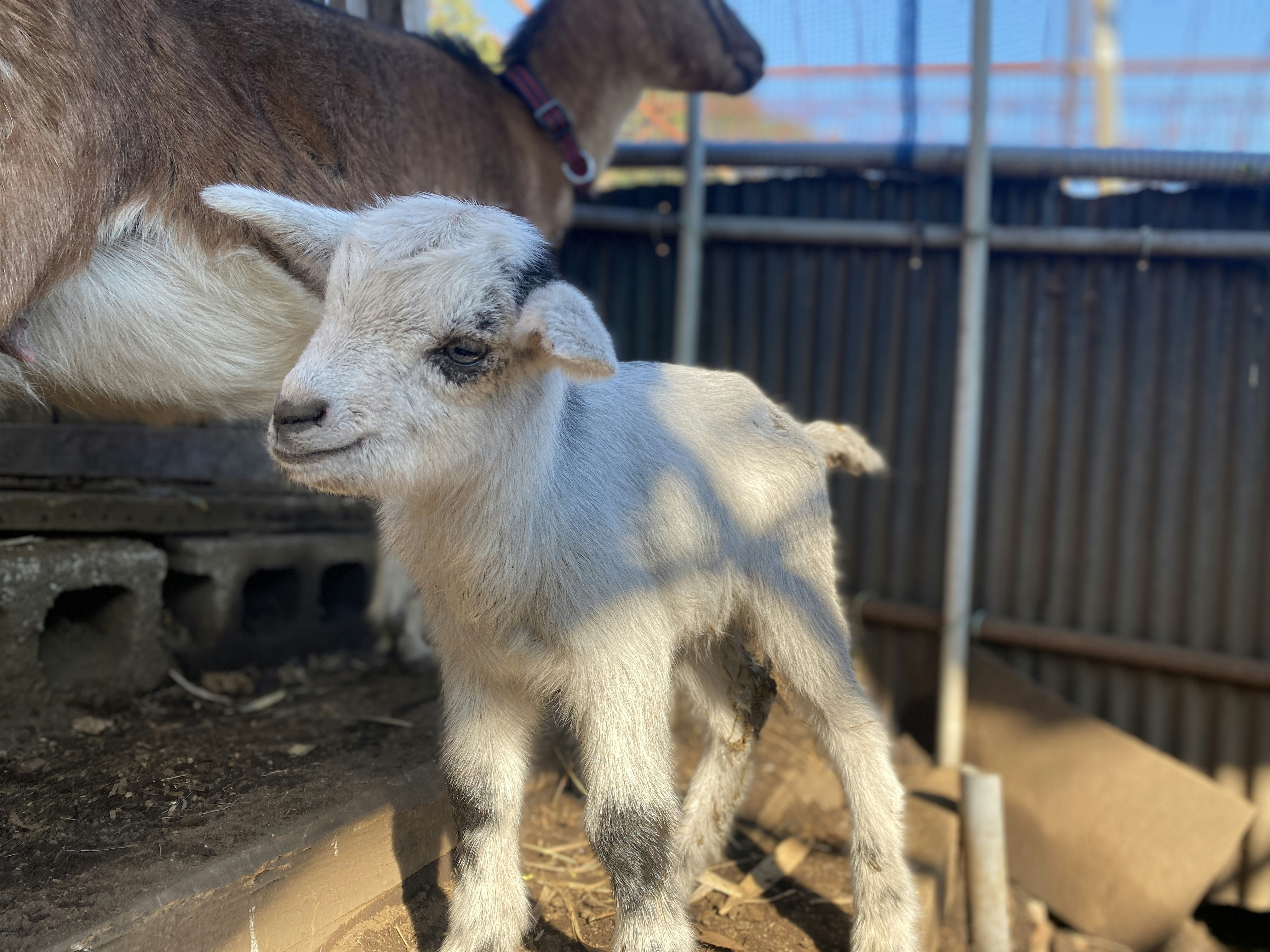 Sunlit White Kid in a Rustic Farmyard Portrait