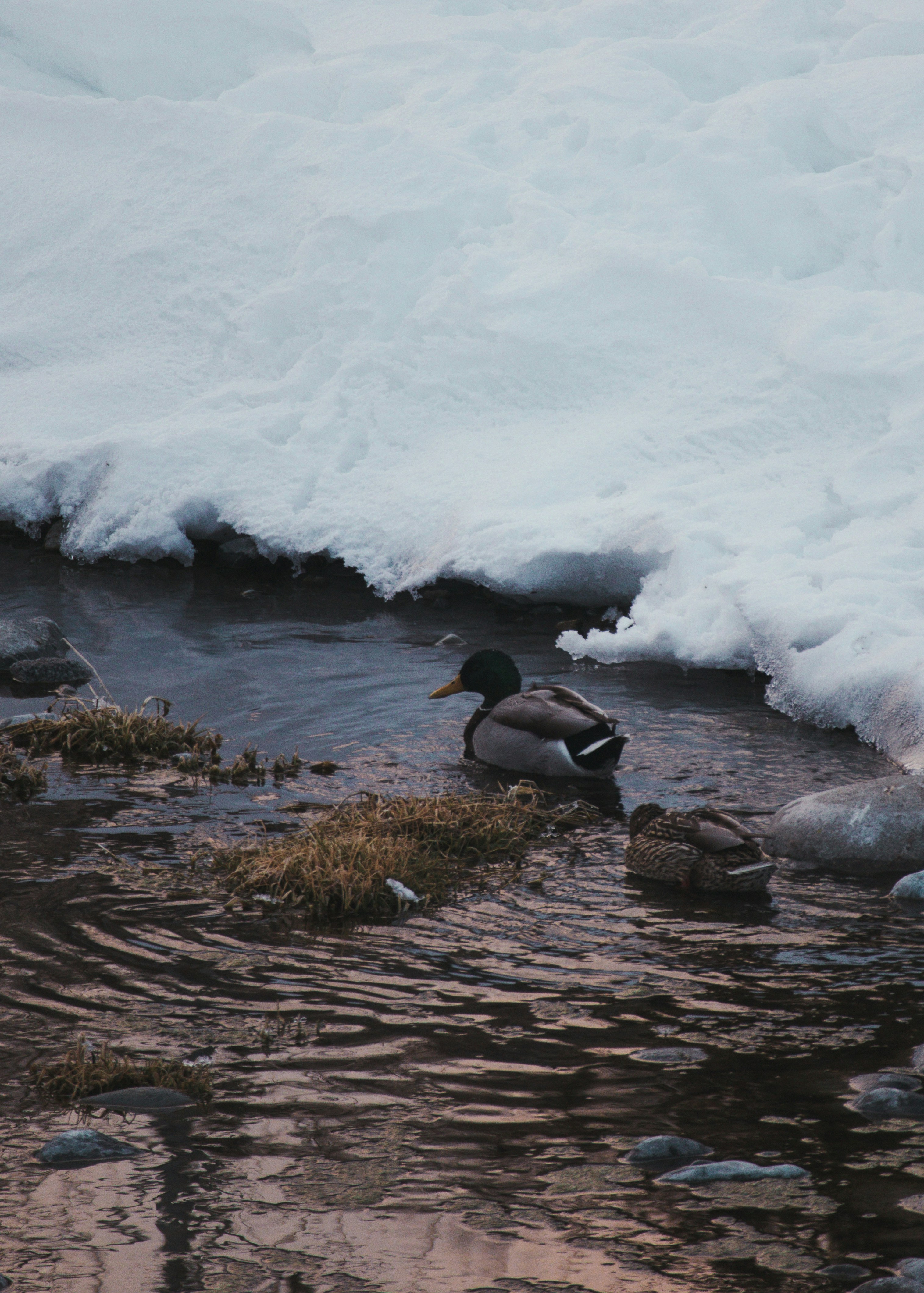 Mallard in a thawing stream framed by a snowy bank