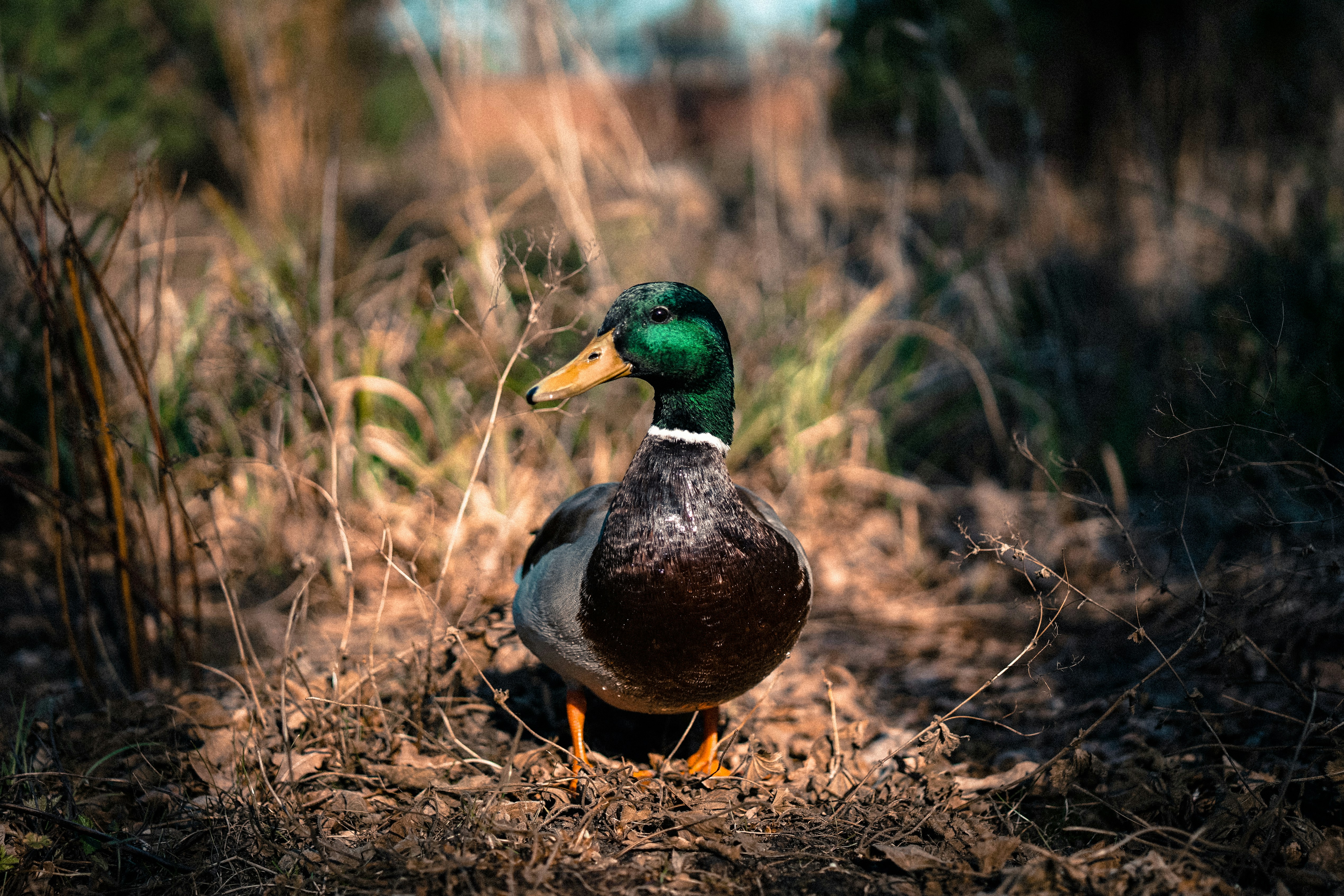 Gros plan d’un canard dans un champ photo – Photo Canard Gratuite sur ...
