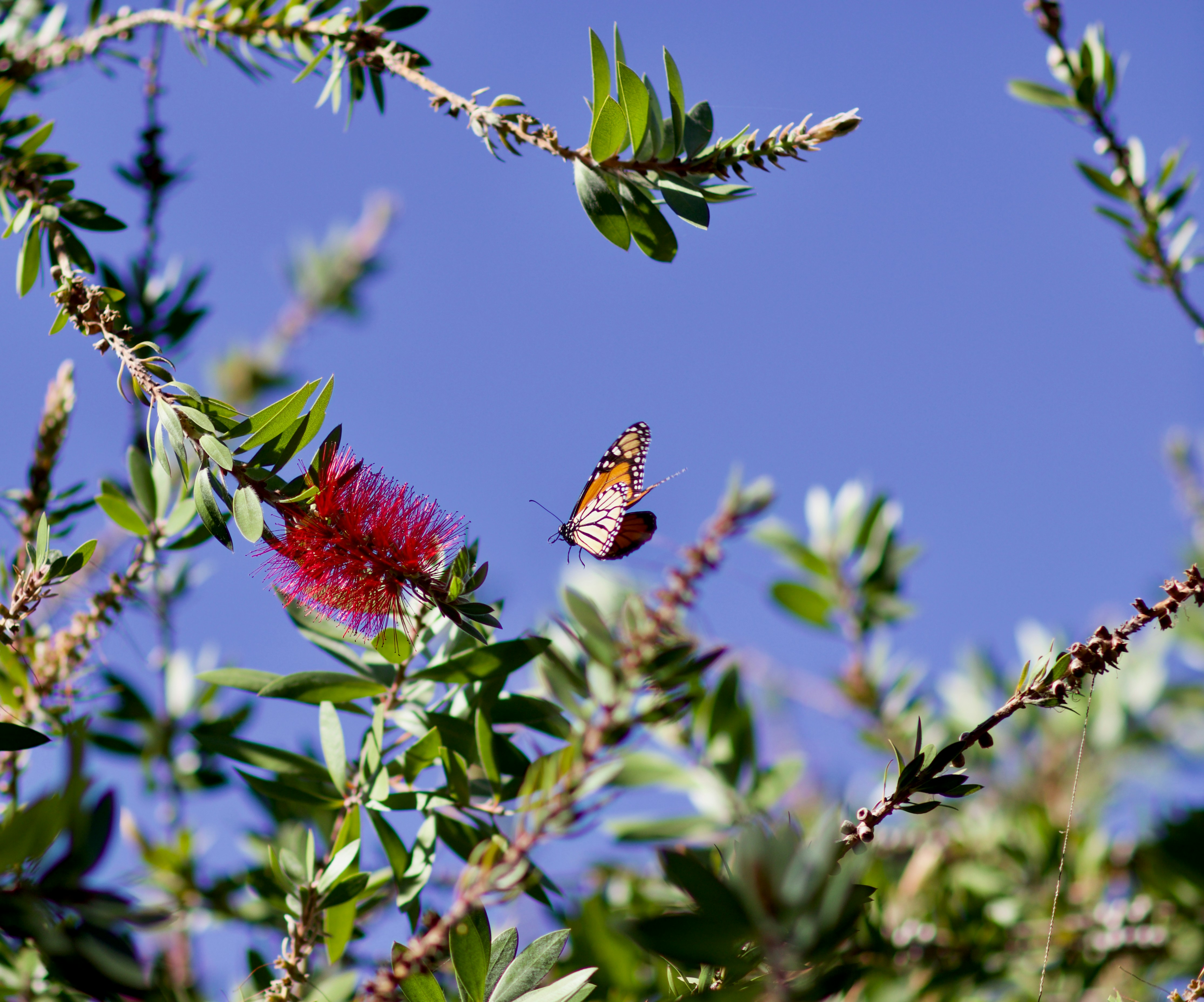 Azure Sky Monarch: Delicate butterfly alights on bottlebrush bloom