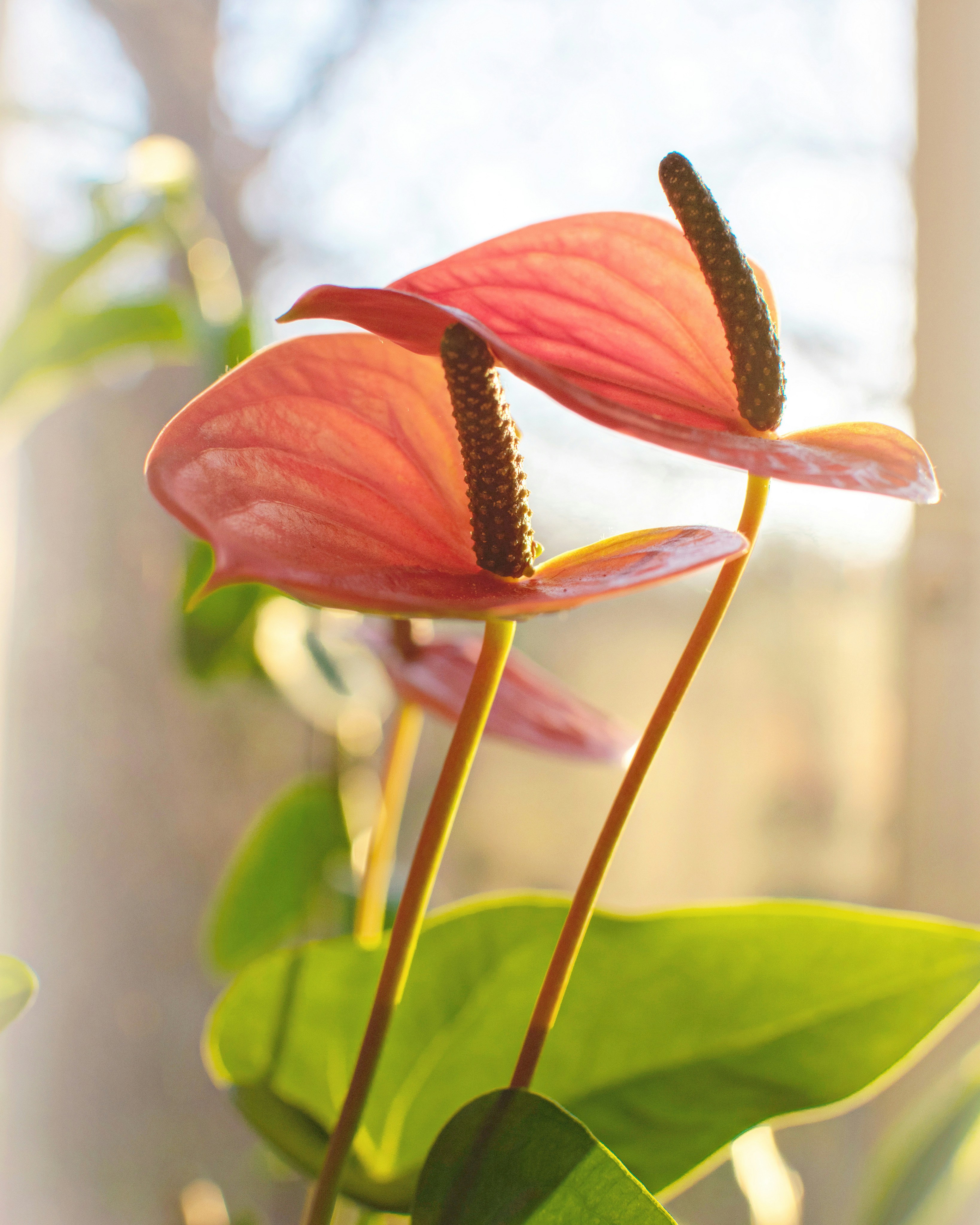 Two vibrant anthurium flowers bathed in soft sunlight, showcasing their unique shapes and colors against a blurred background.