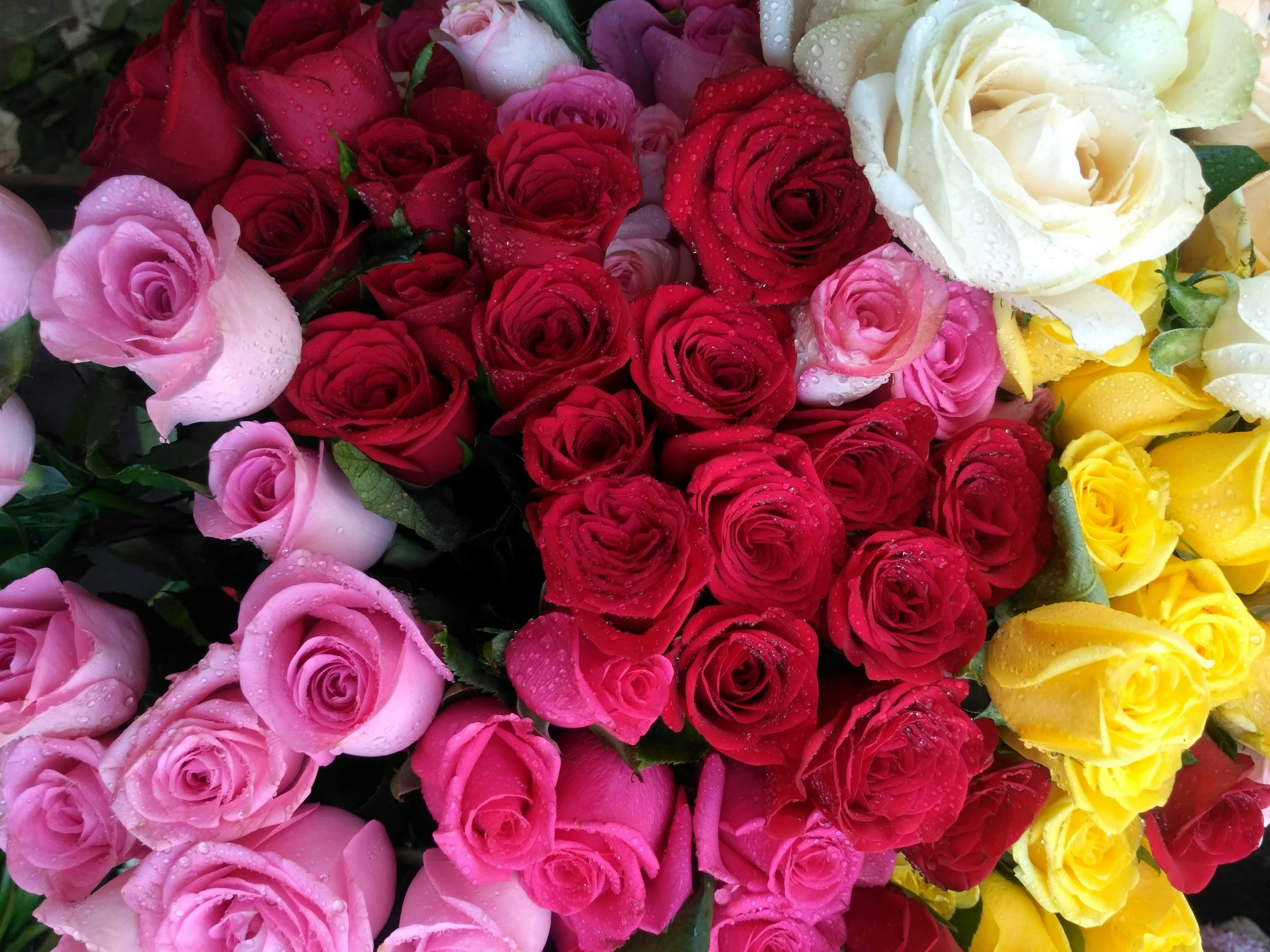 A bunch of different colored roses on a table photo – Free Yellow ...