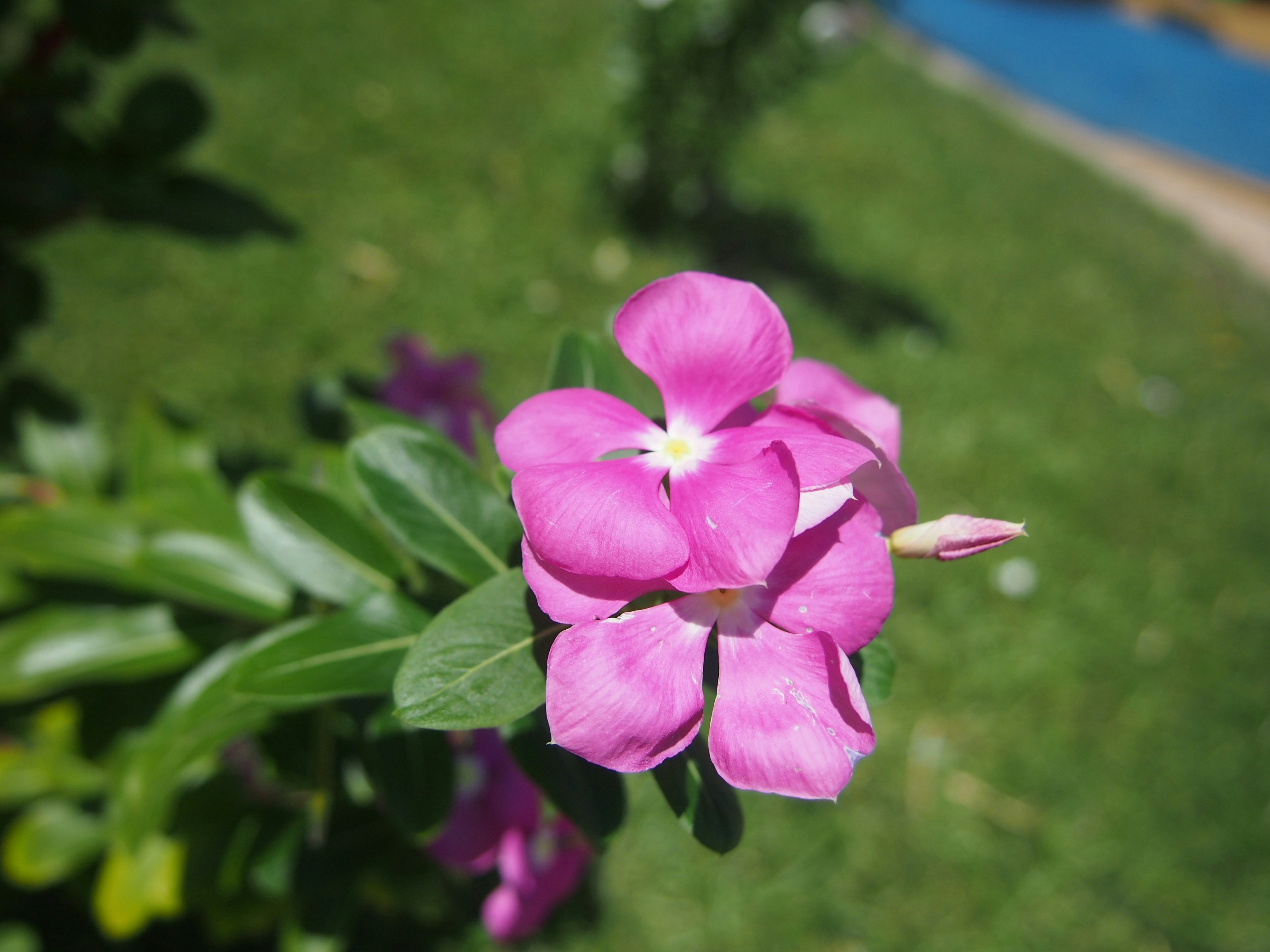 Center-Stage Pink Vinca Amid a Sunlit Garden Blur