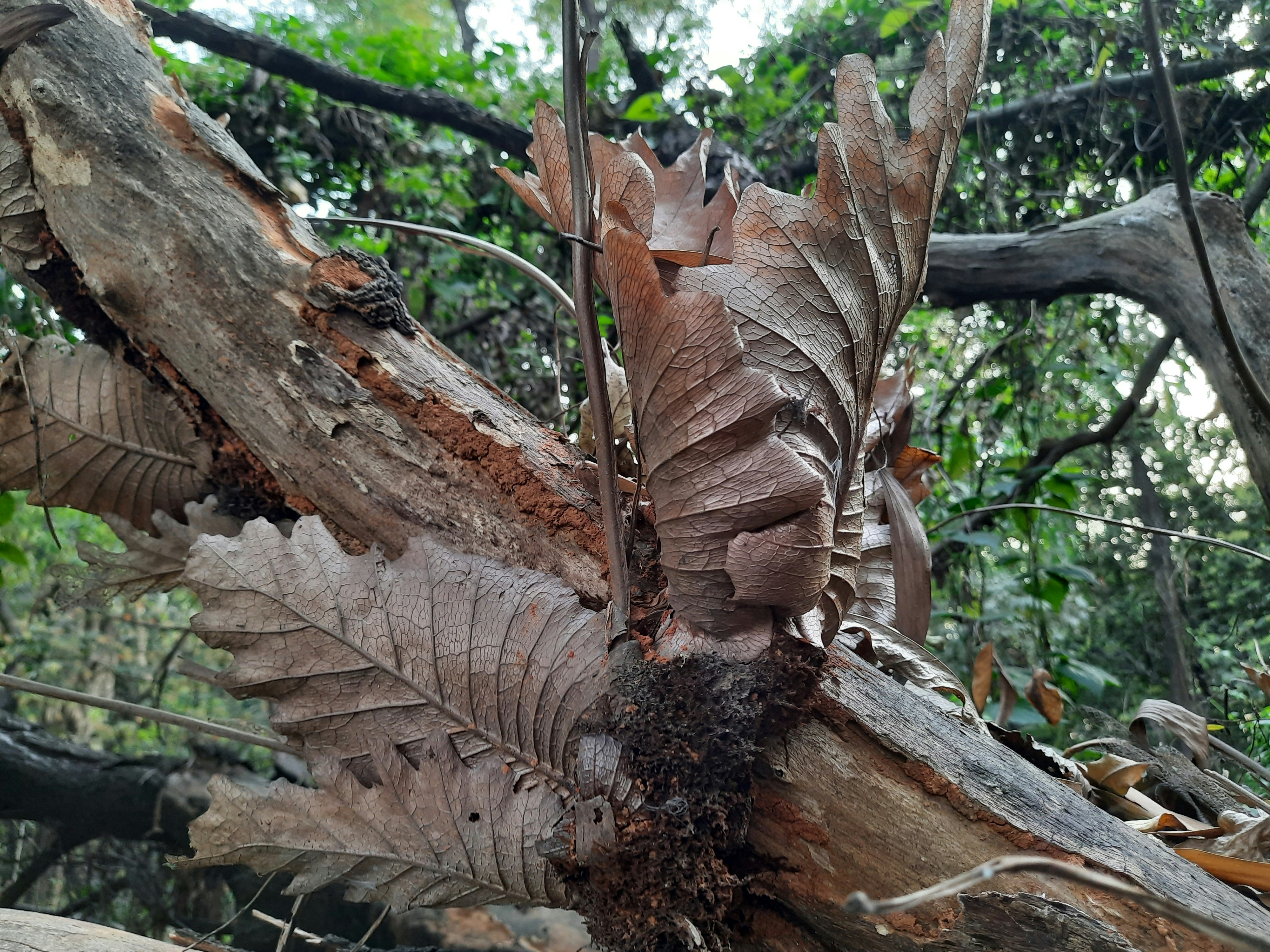 Weathered Foliage at Center: A Close-Up on a Fallen Branch