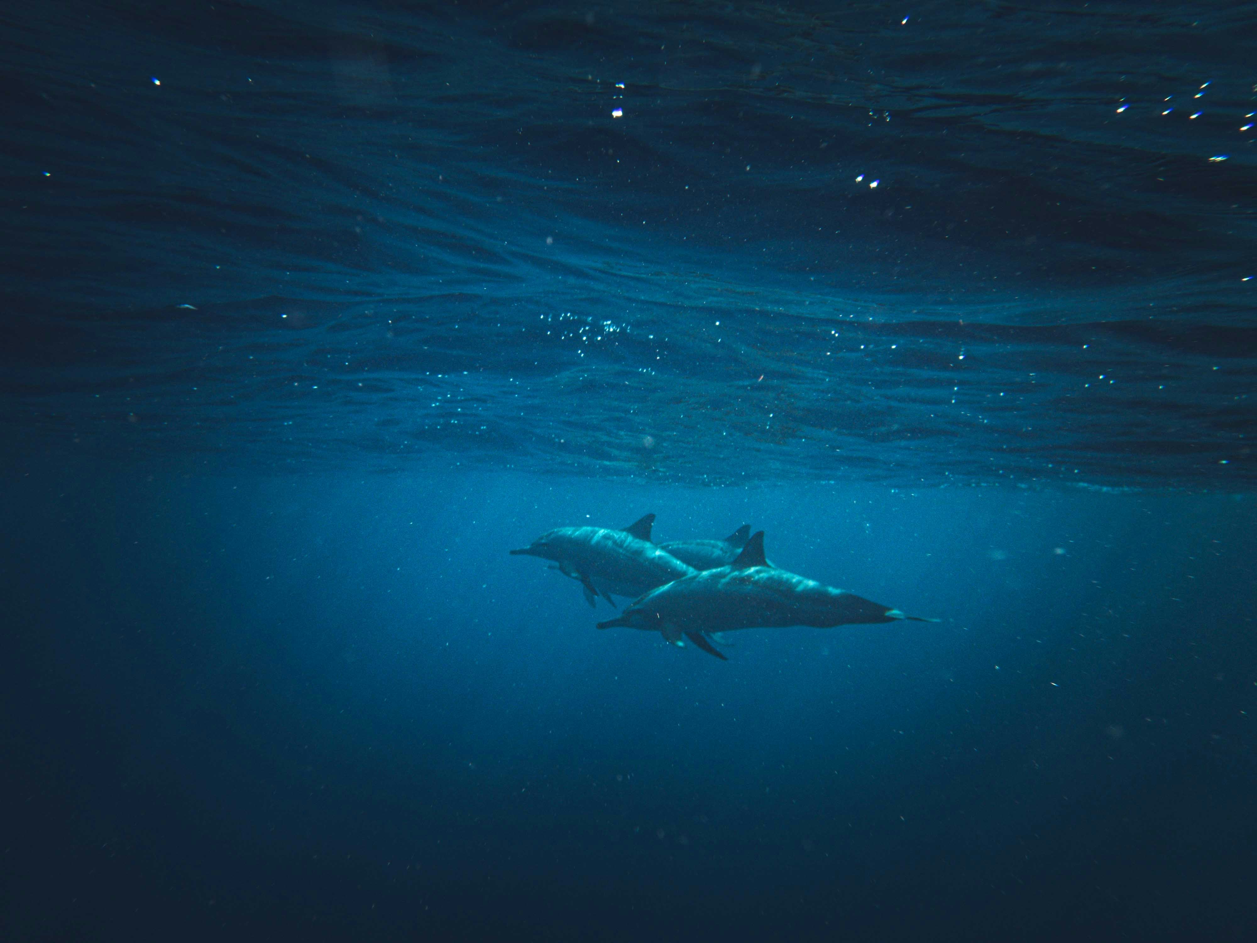 A couple of sharks swimming in the ocean photo – Free Blue Image on ...