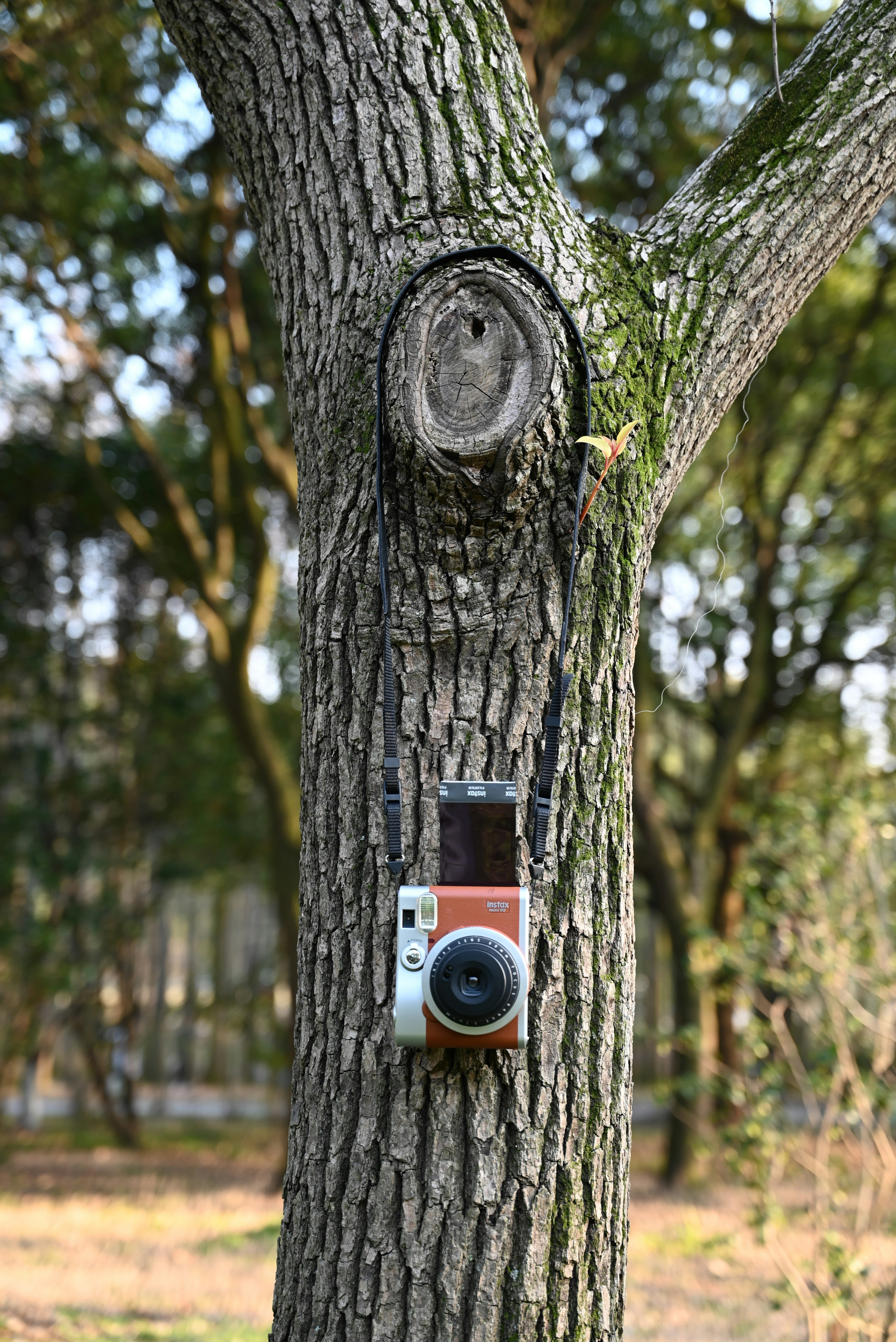 A vintage camera hangs from a tree trunk, blending technology with nature in a serene outdoor setting.