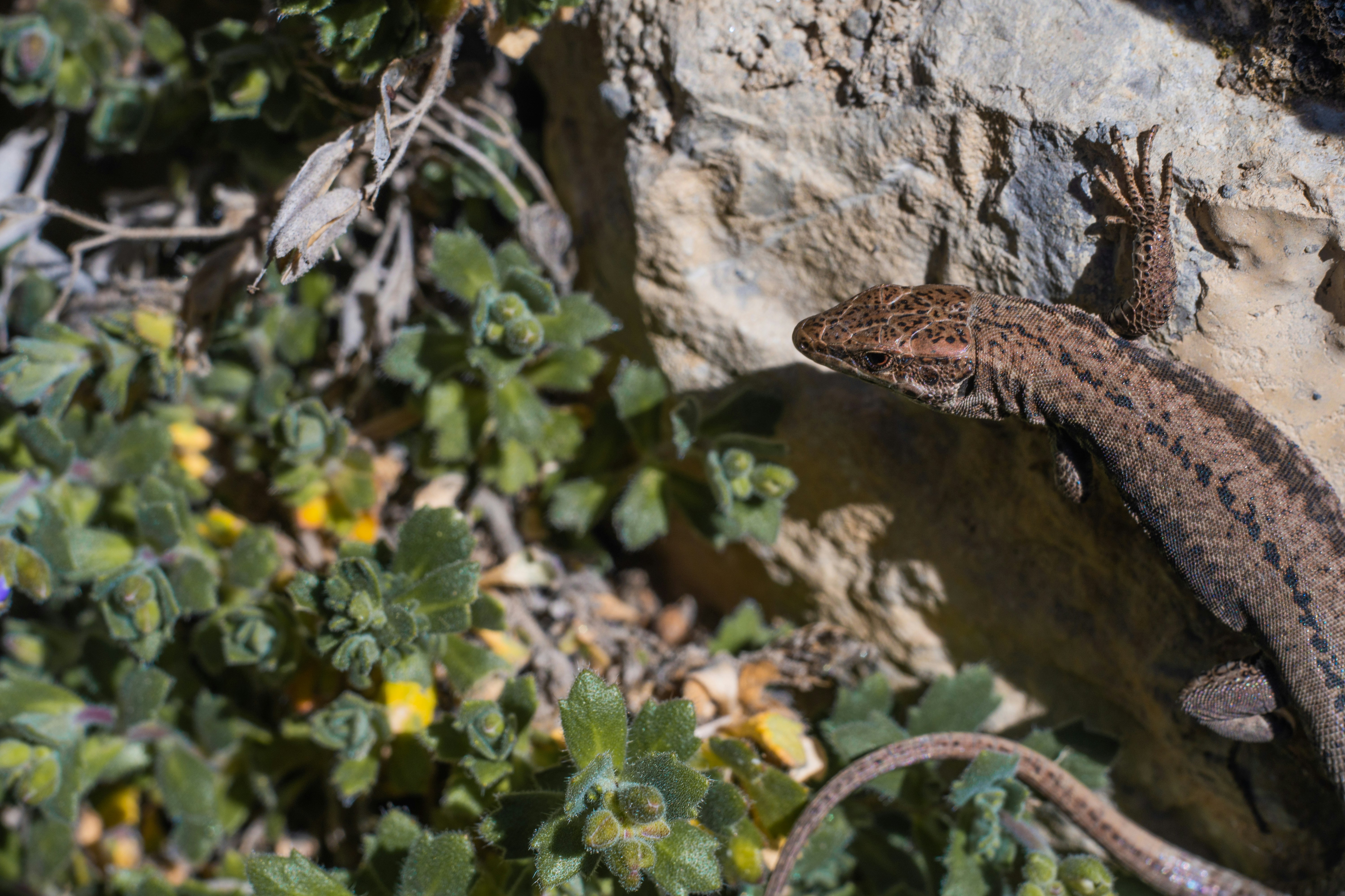 Sun-Warmed Lizard on a Rock: a Quiet Perch Among Green and Gold