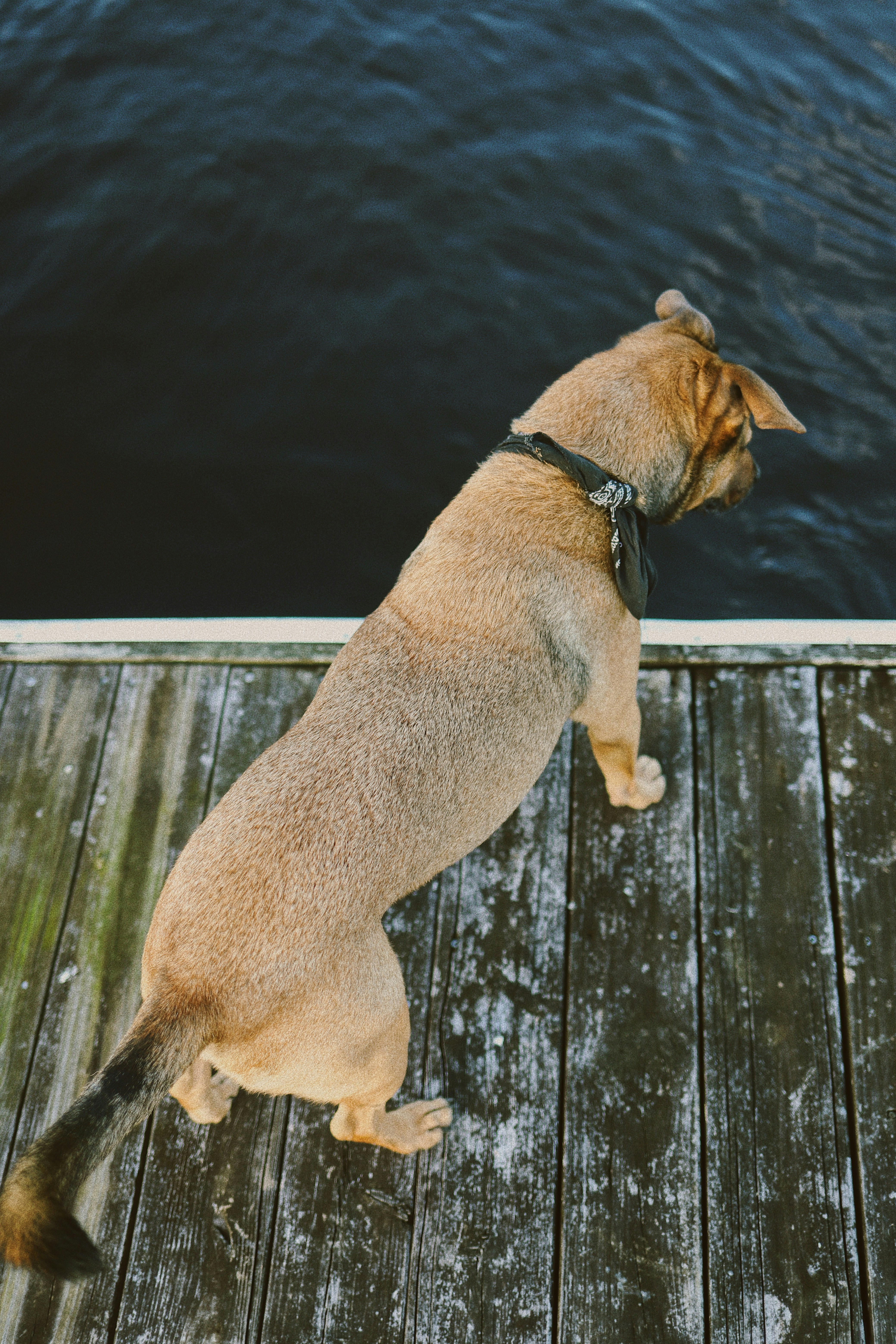 Foto Un perro parado en un muelle mirando el agua – Imagen Mascota ...