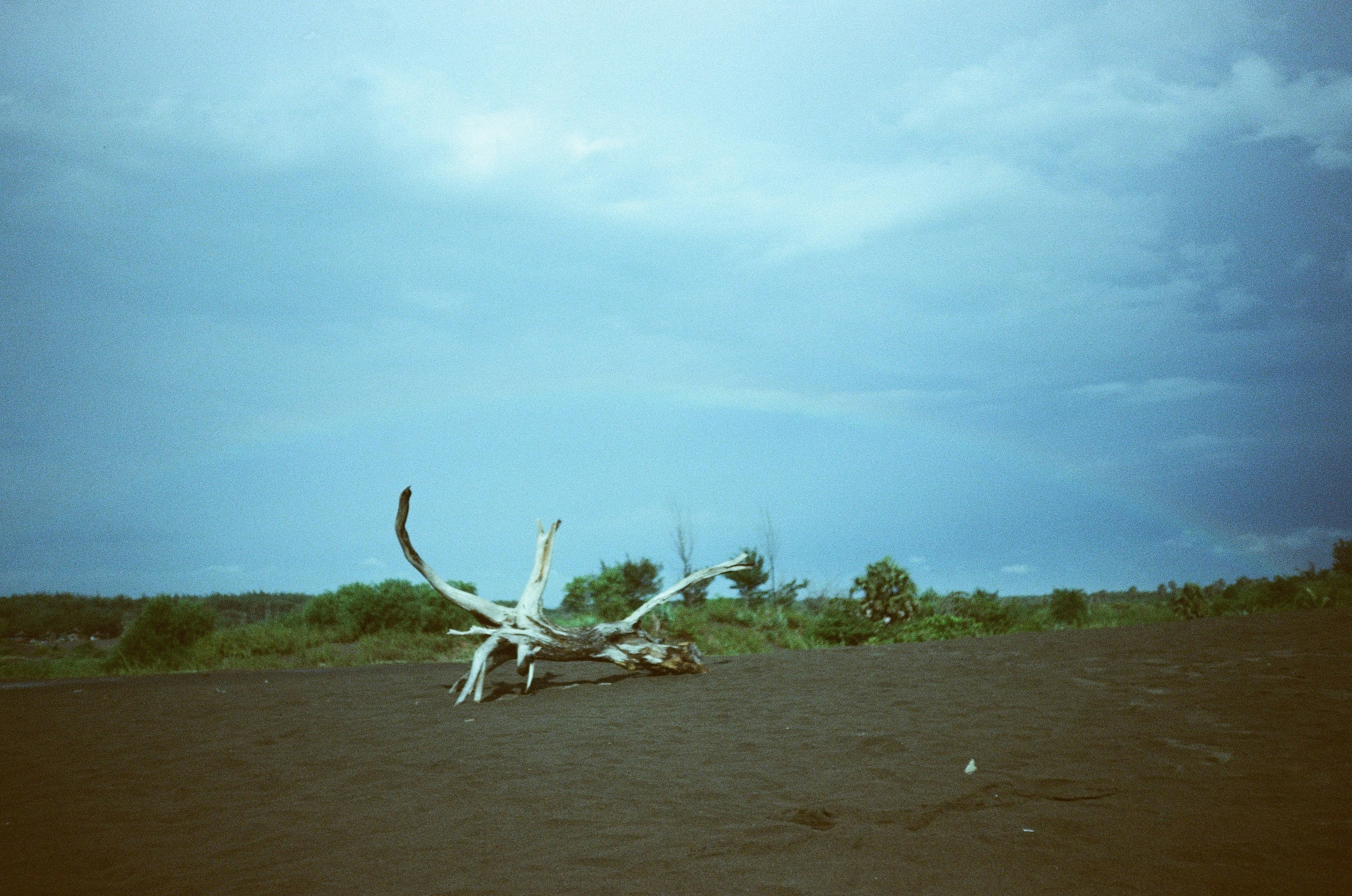 Un árbol muerto sentado en la cima de una playa de arena foto – Imagen ...