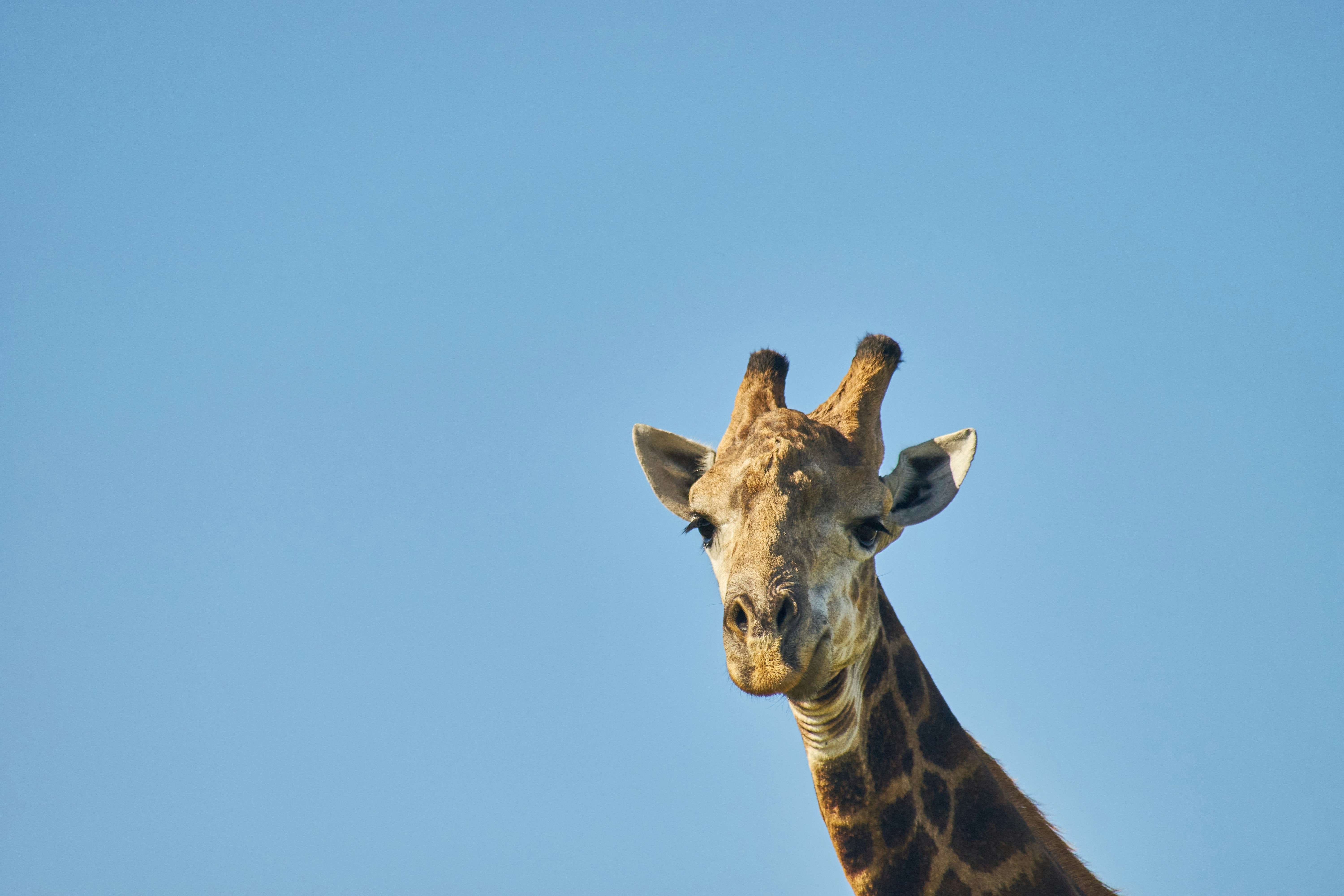 A giraffe standing in front of a blue sky photo – Free Wildlife Image ...
