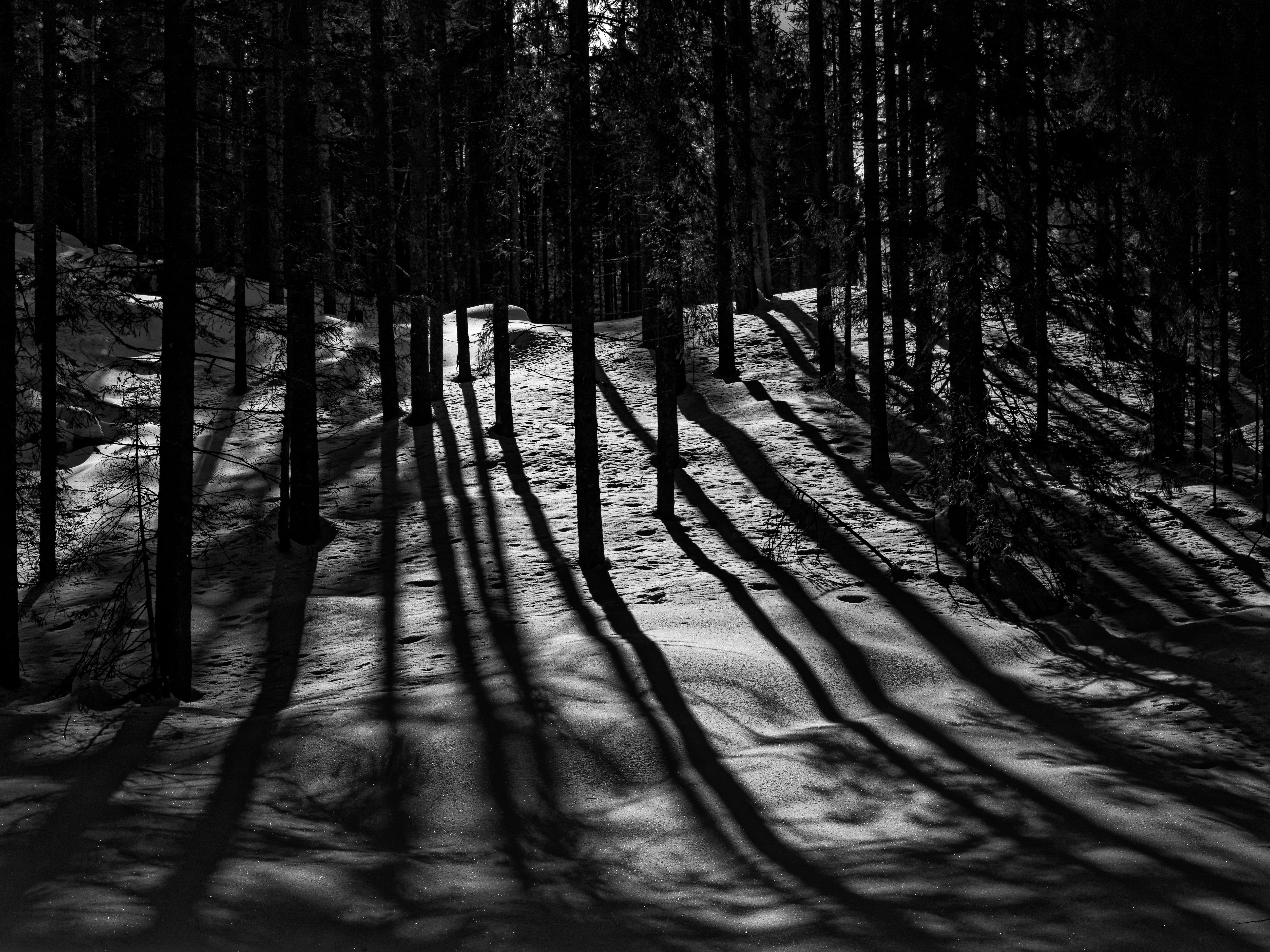 Shadow Lines on Snow: Pines in Quiet Light