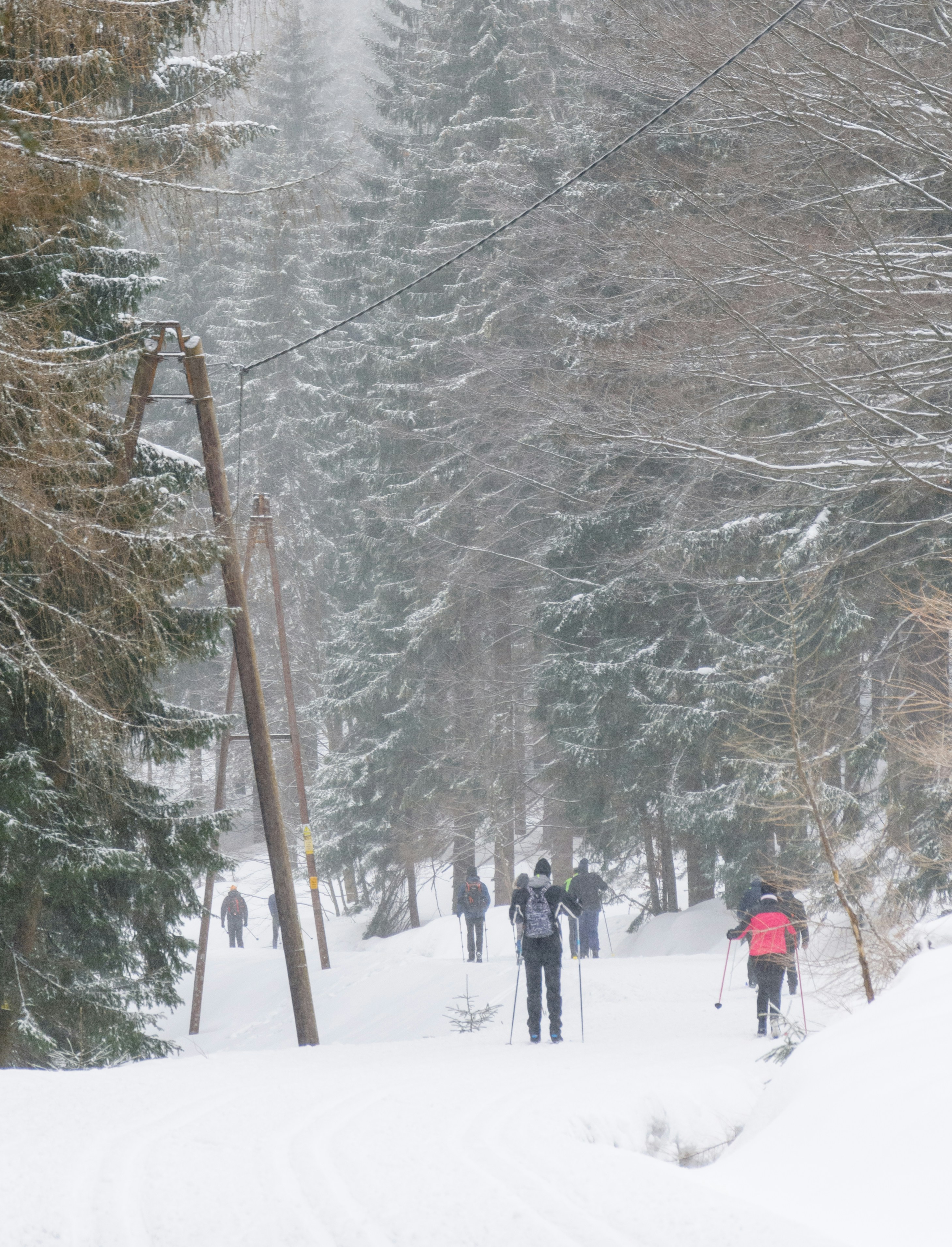 Bright Pink Beacon on a Snowbound Nordic Trail through Frosted Pines