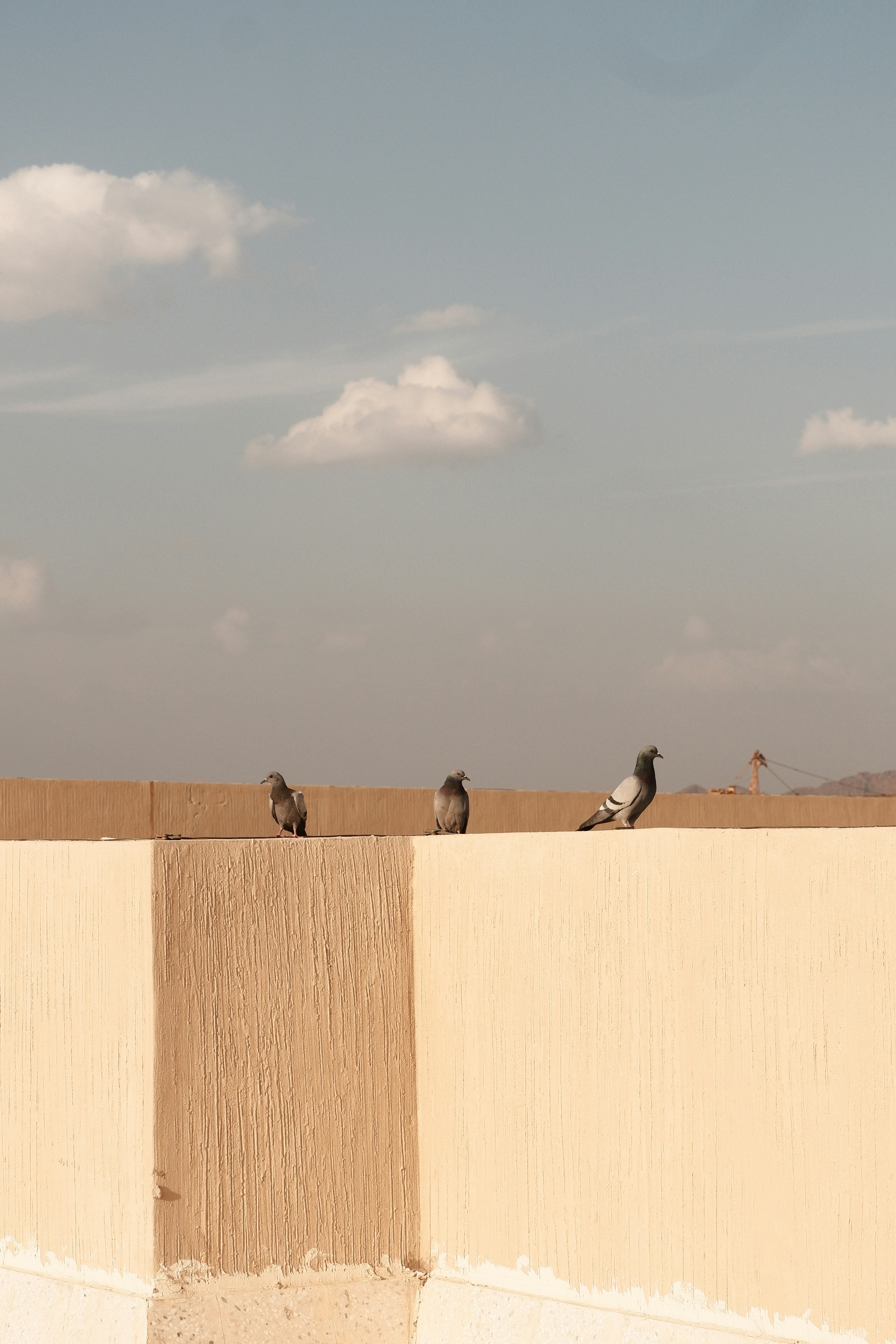 a group of birds sitting on top of a wall